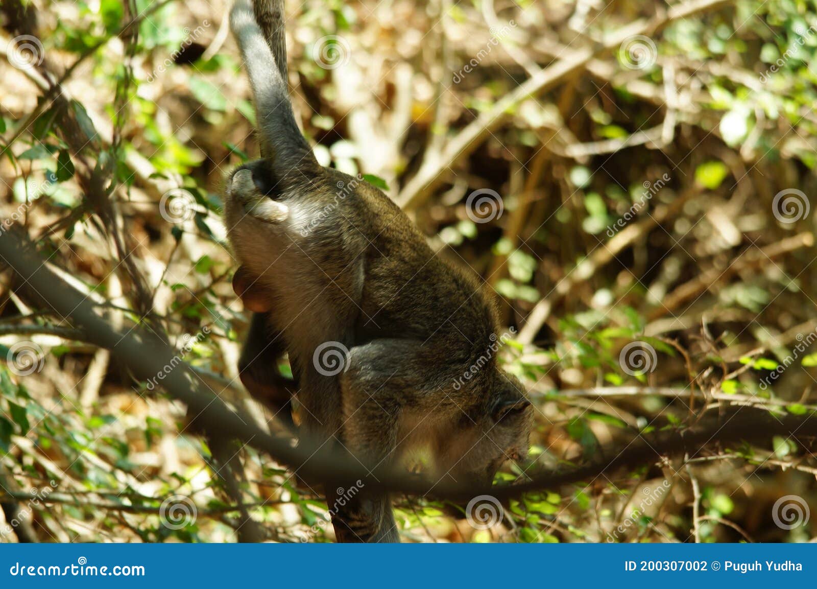 Monkey Perched on a Tree Branch Stock Photo - Image of domestic, kera ...