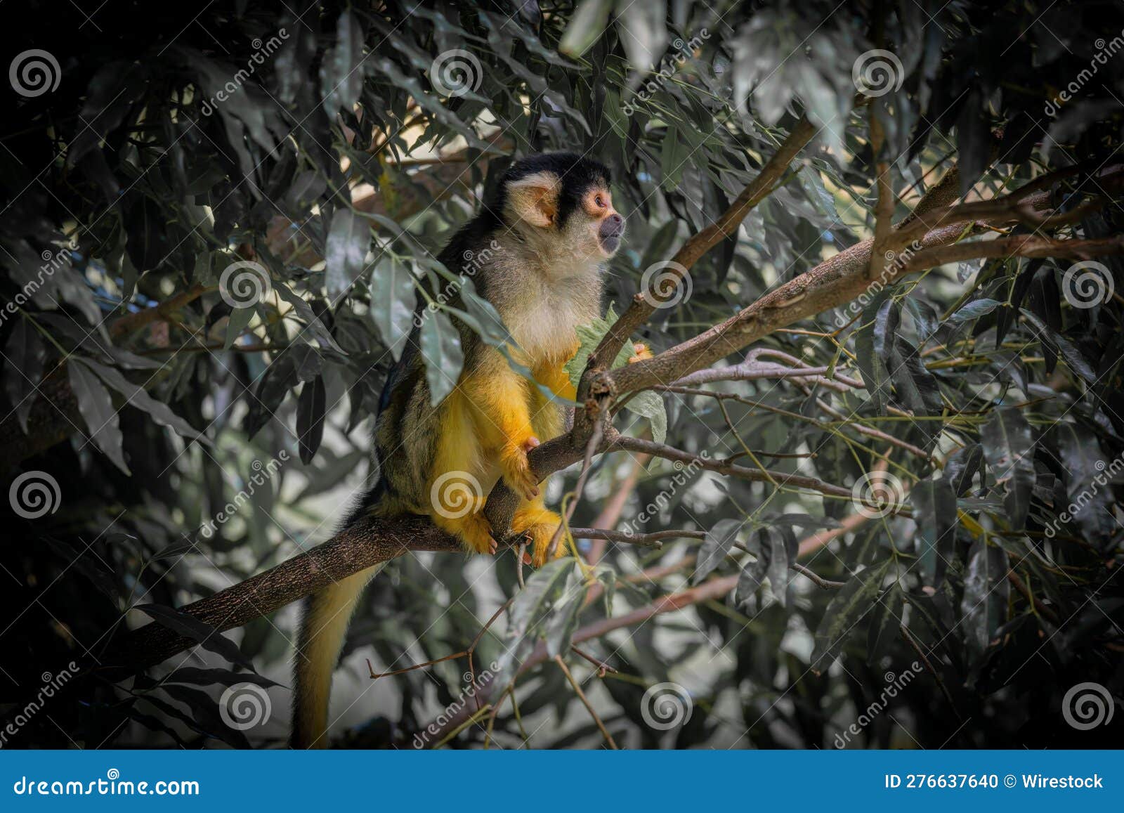 Monkey Perched on a Tree Branch in a Dark and Mysterious Forest Setting ...