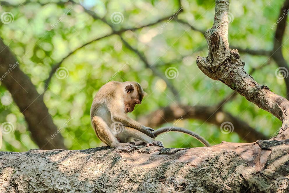 A Monkey Perched on a Tree Branch Stock Photo - Image of monkey, family ...