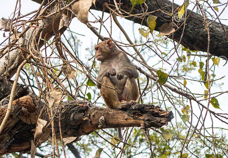 Monkey Perched on a Tree Gazes Downward in India Stock Photo - Image of ...