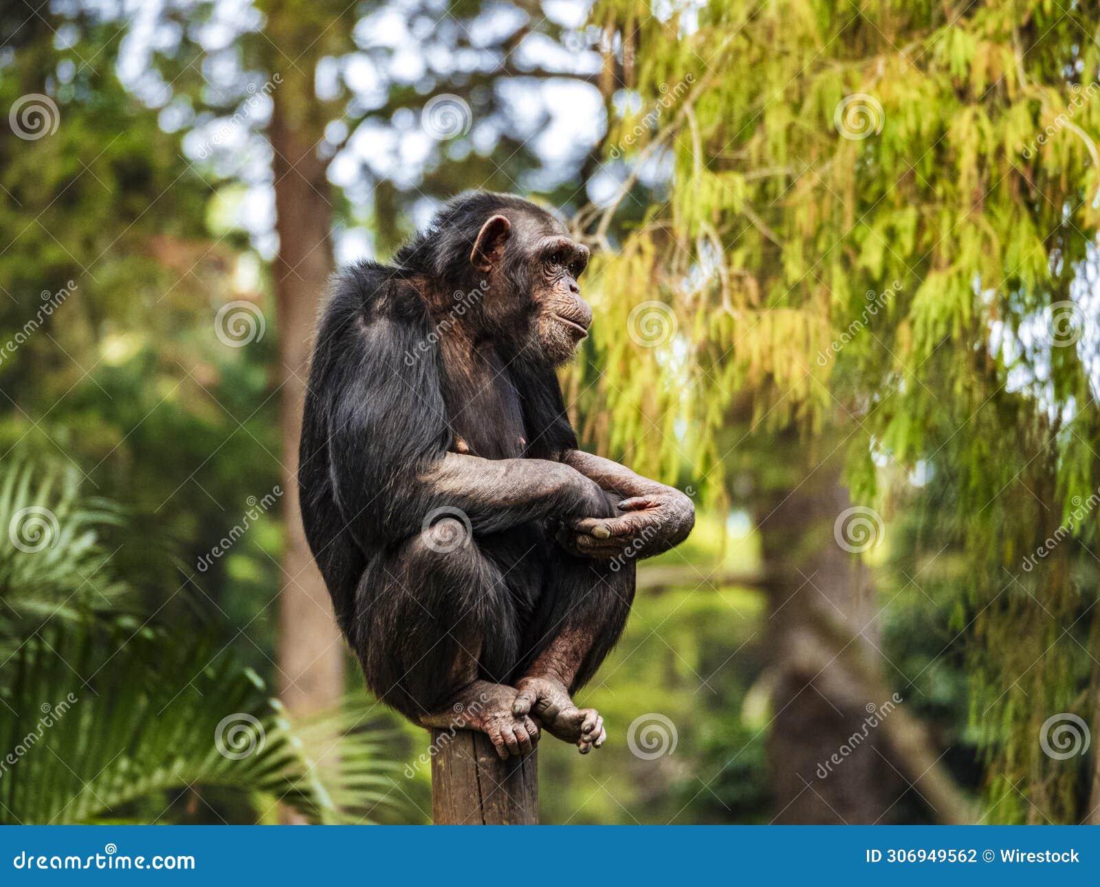 Monkey Perched on Wooden Post Stock Photo - Image of post, branch ...