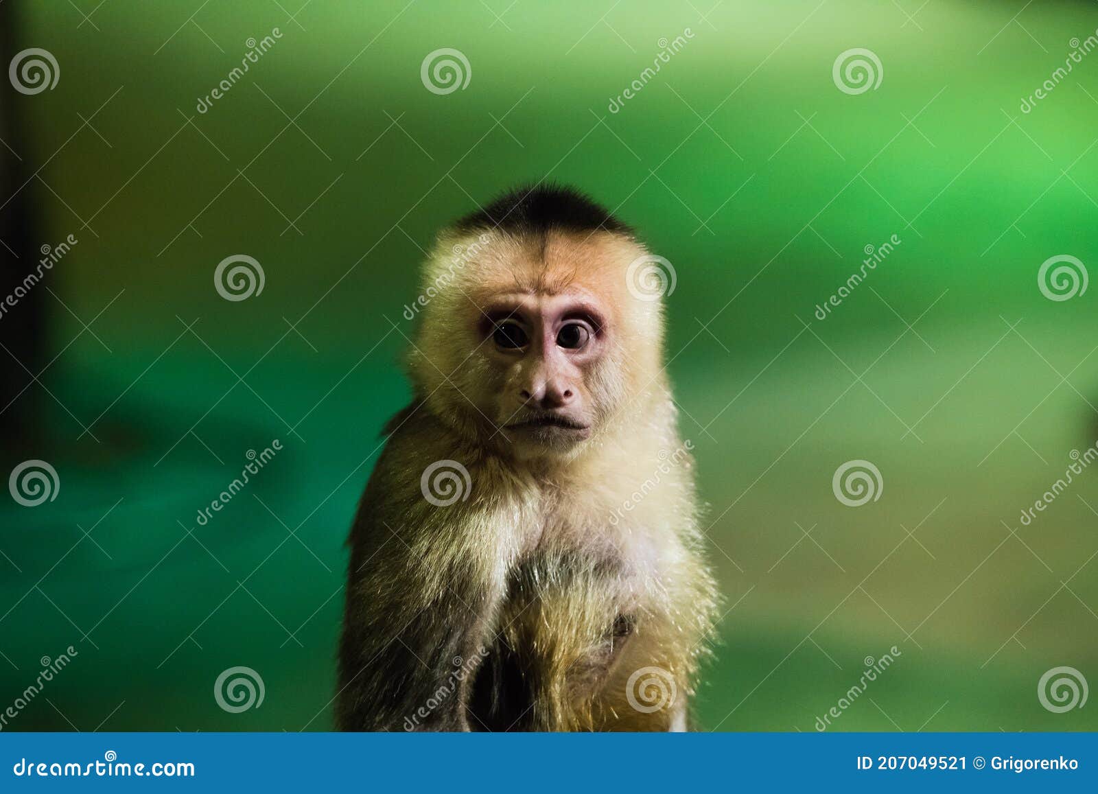 Monkey Performing in the Circus Arena Stock Image - Image of cylinder ...