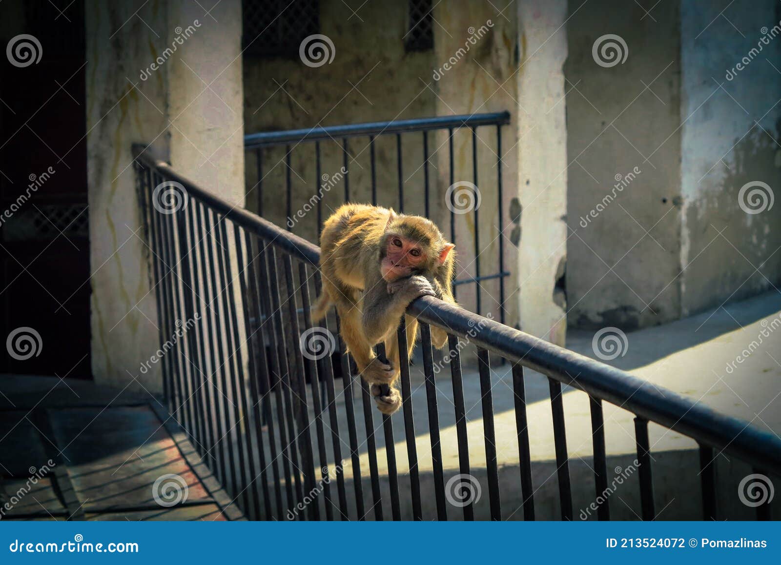 Monkey with a Philosopher Clever Eye Rests on the Fence of the Temple ...