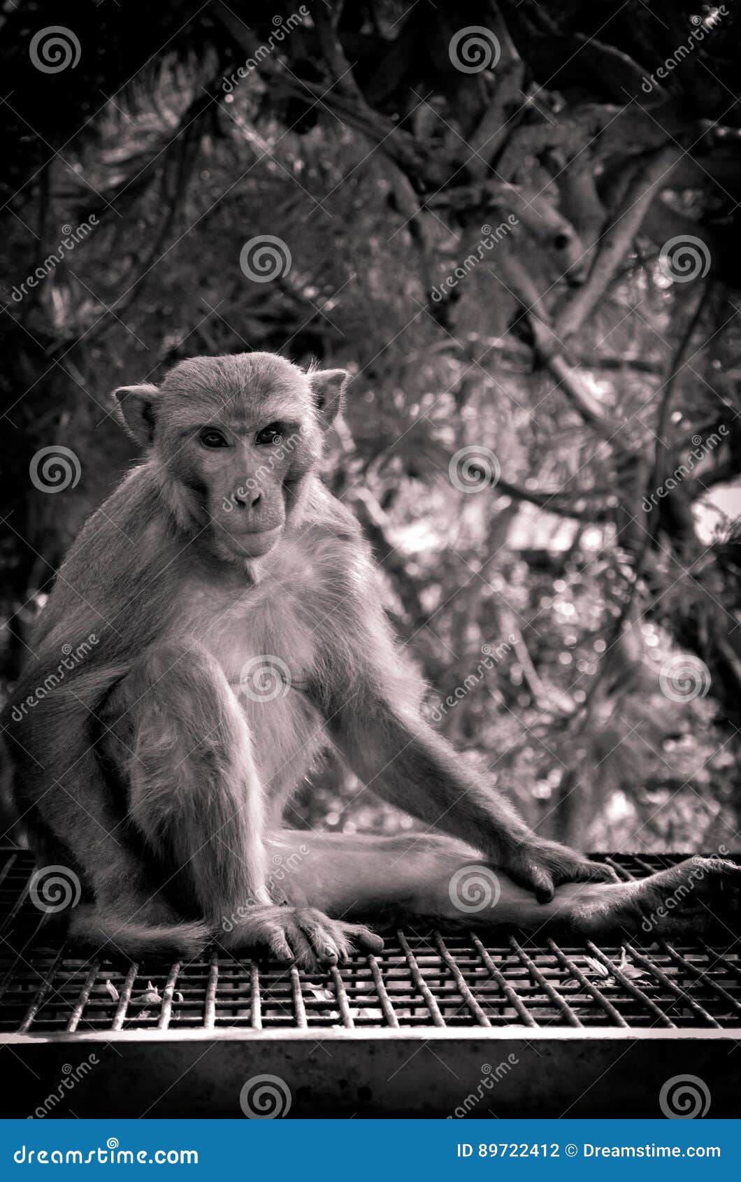 Monkey Photo Shoot this is a Interesting Movement on the Day Stock ...