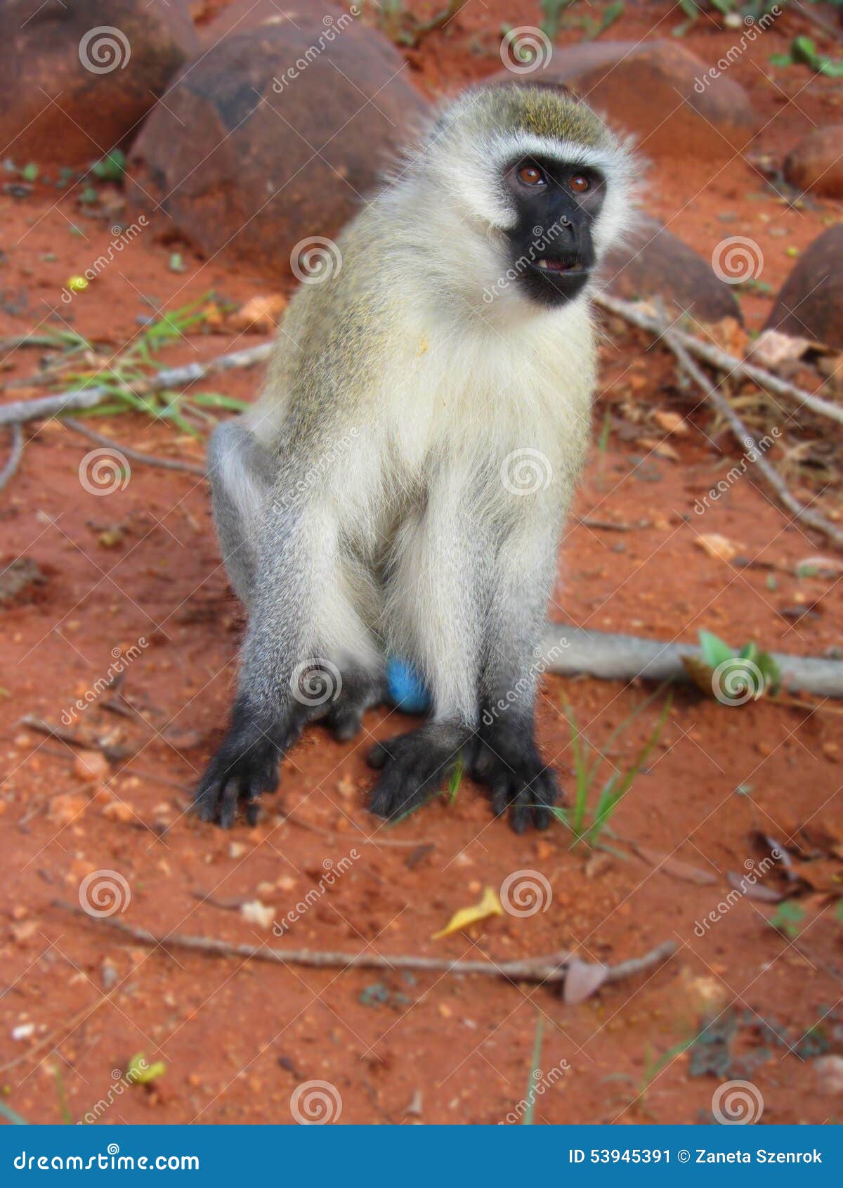 Monkey stock image. Image of kenya, africa, monkey, travel - 53945391