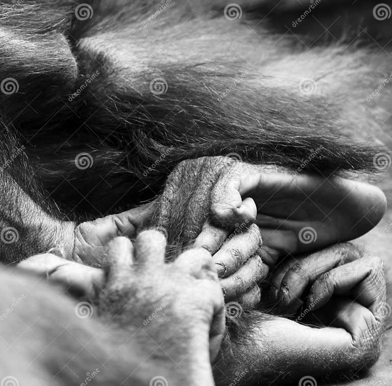 Monkey stock photo. Image of wrinkle, foot, hands, mammal - 97690978