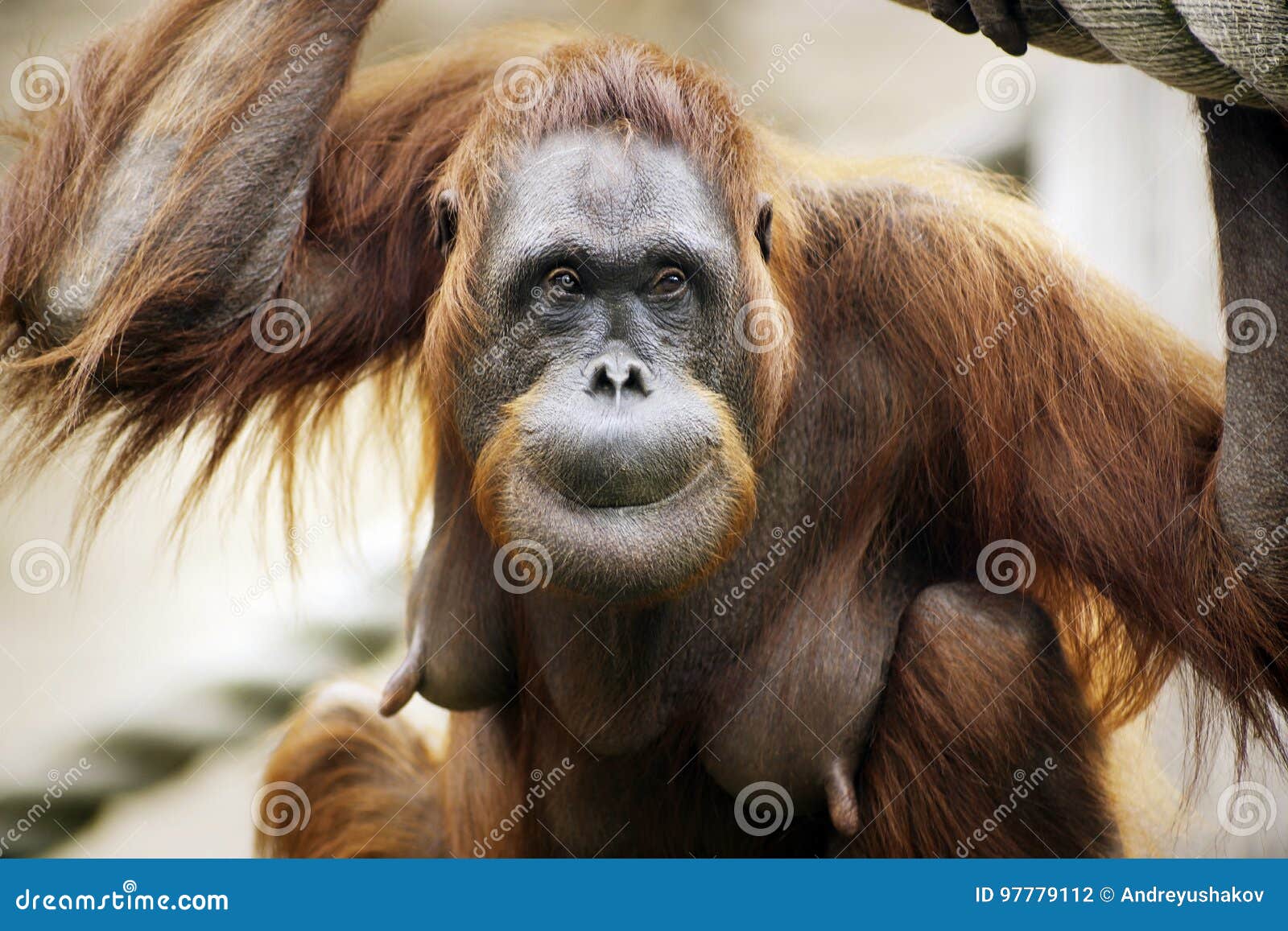 Monkey stock photo. Image of mammals, wild, primate, attitude - 97779112
