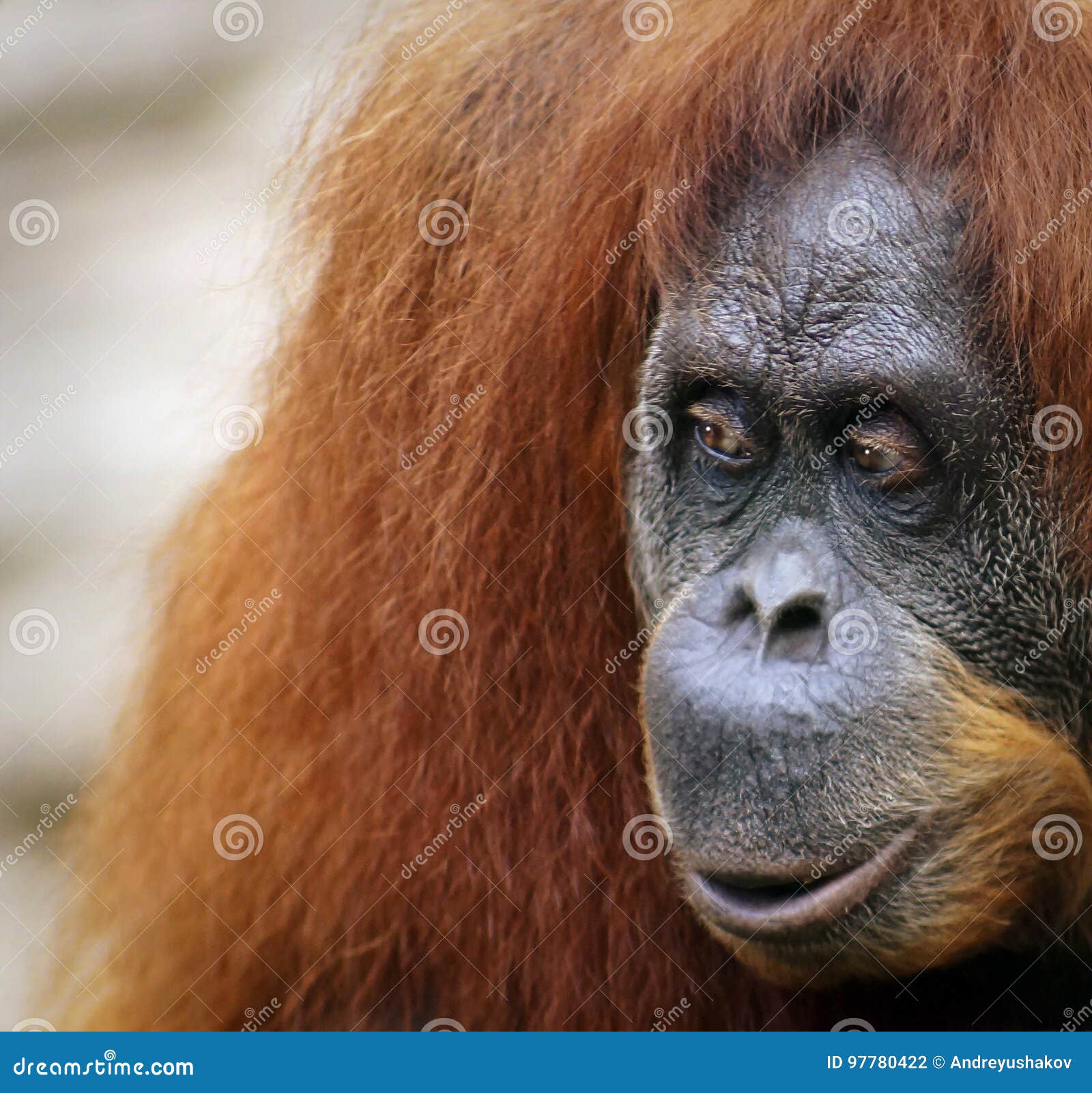 Monkey stock photo. Image of wildlife, wild, snout, expression - 97780422