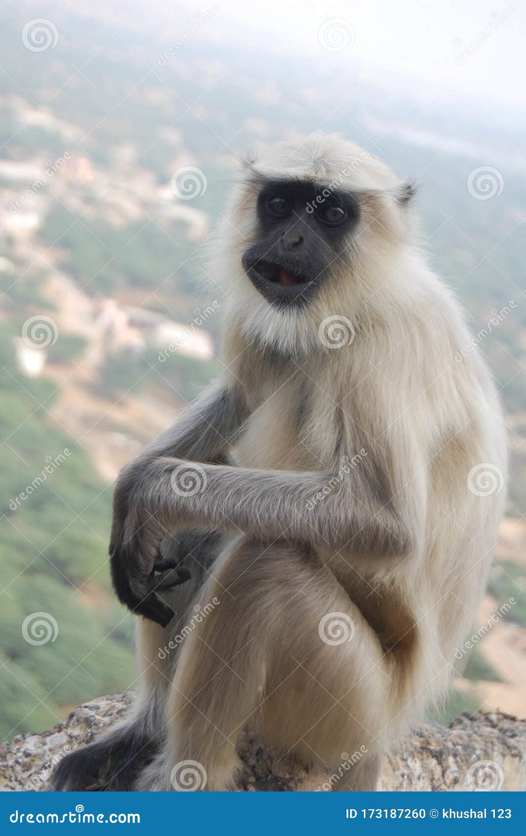 Monkey pic in mountain stock photo. Image of temple - 173187260