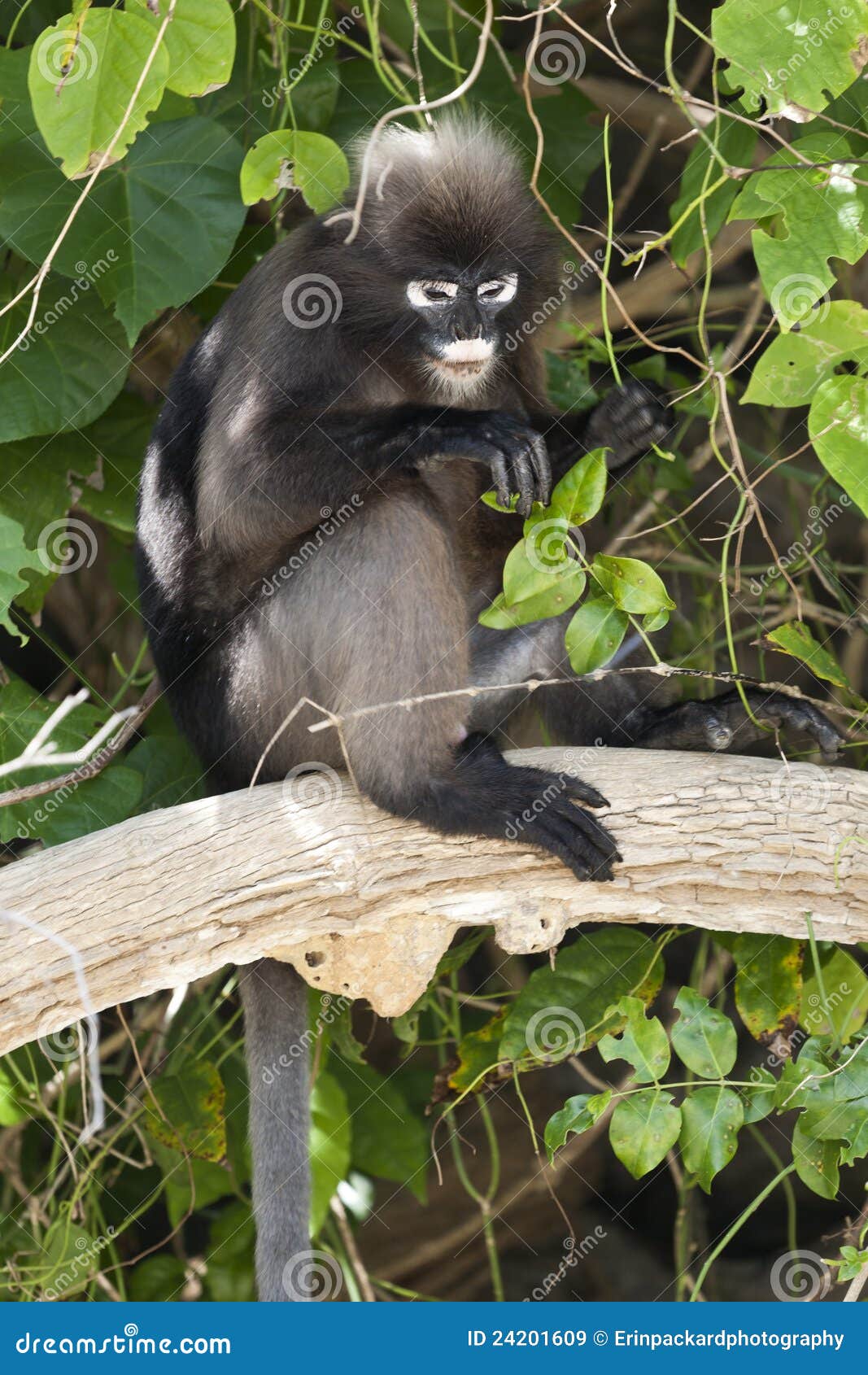 Monkey Picking Leaves stock image. Image of asia, park - 24201609