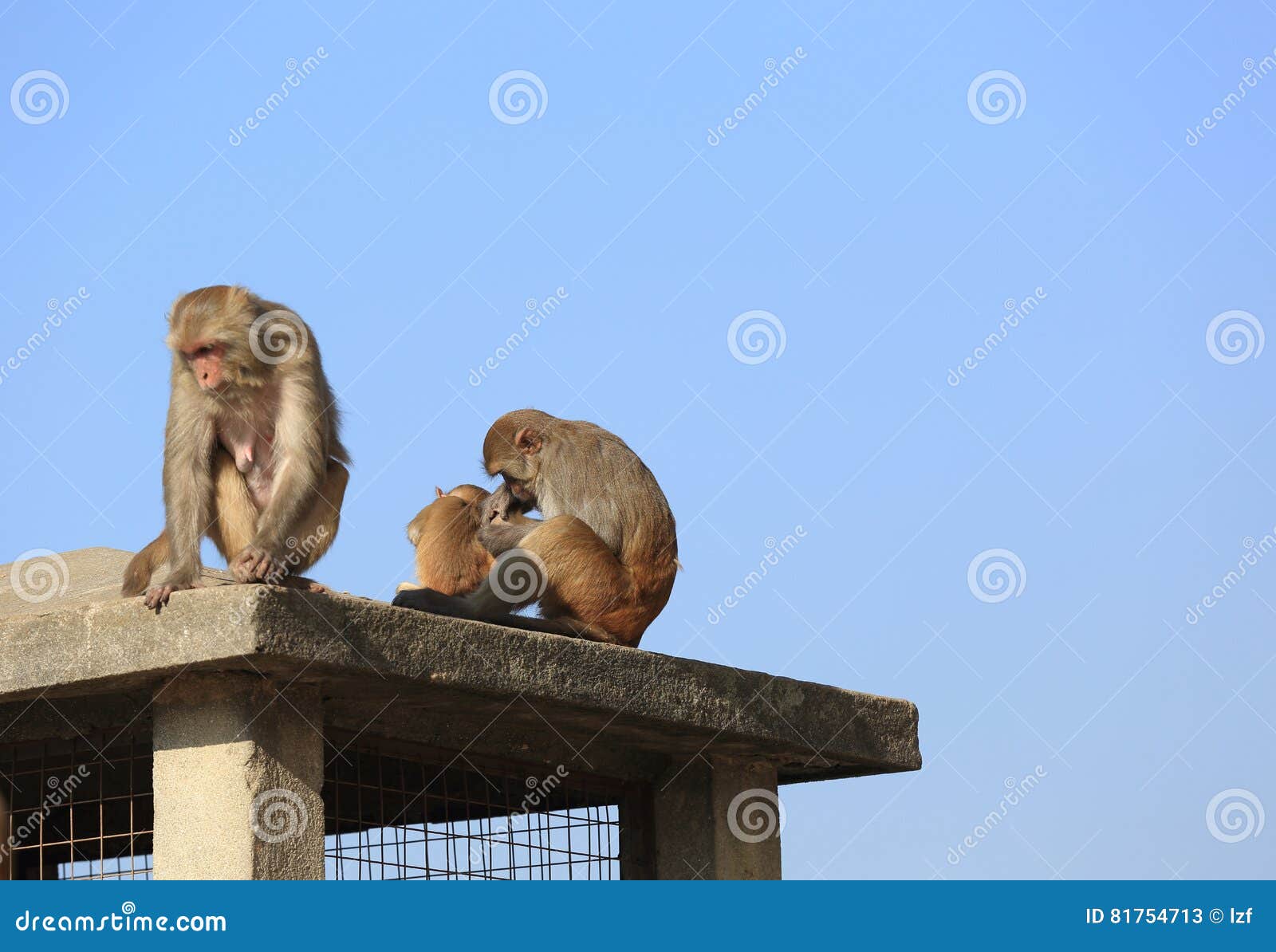 Monkey Picking Lice in Swayambhunath Stock Image - Image of environment ...