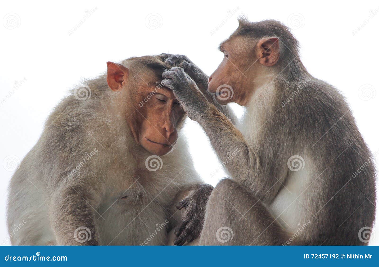 Monkey picking lies stock photo. Image of care, holding - 72457192