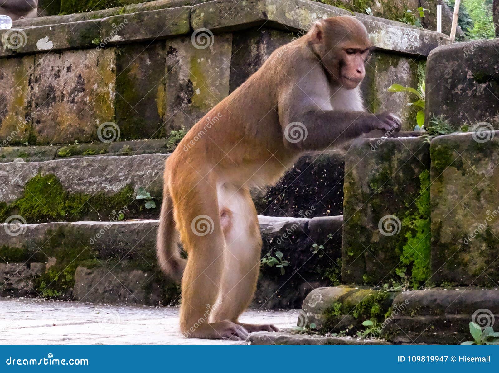 A Monkey Picking from the Top on a Stone Block Stock Image - Image of ...