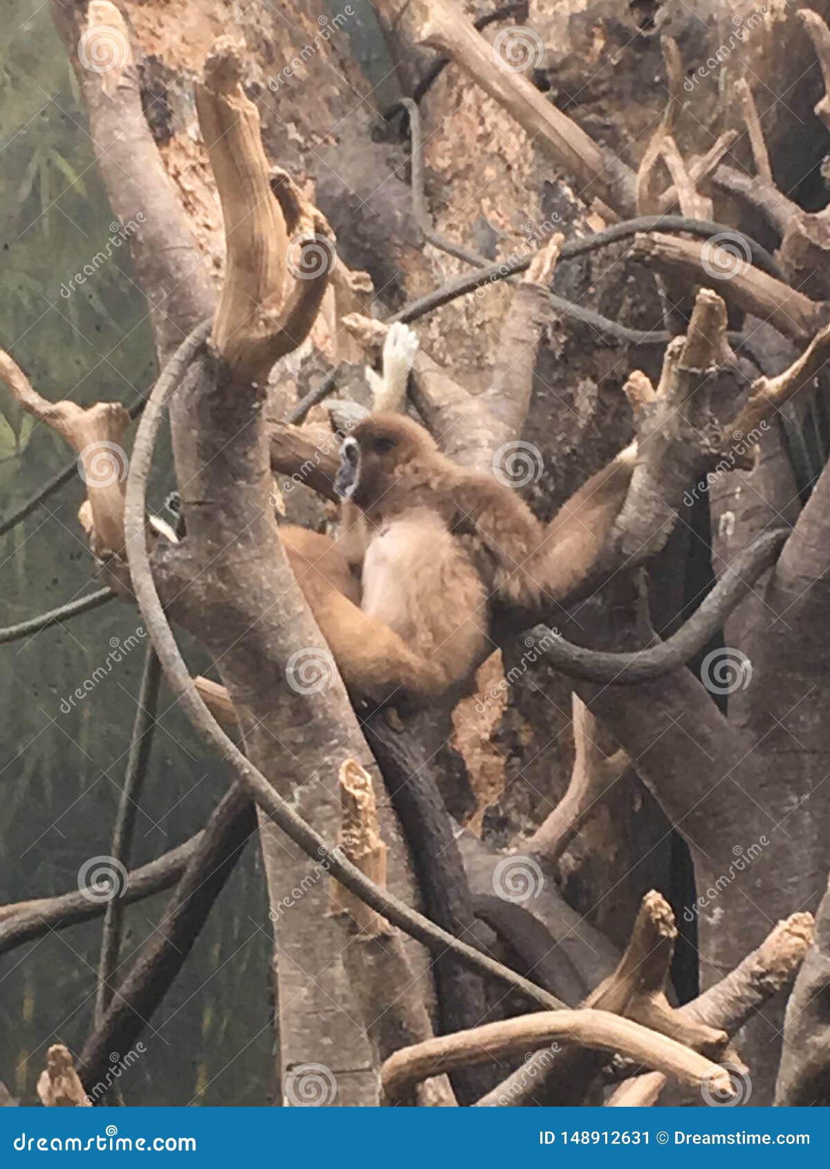 Monkey stock image. Image of rope, monkey, hanging, tree - 148912631