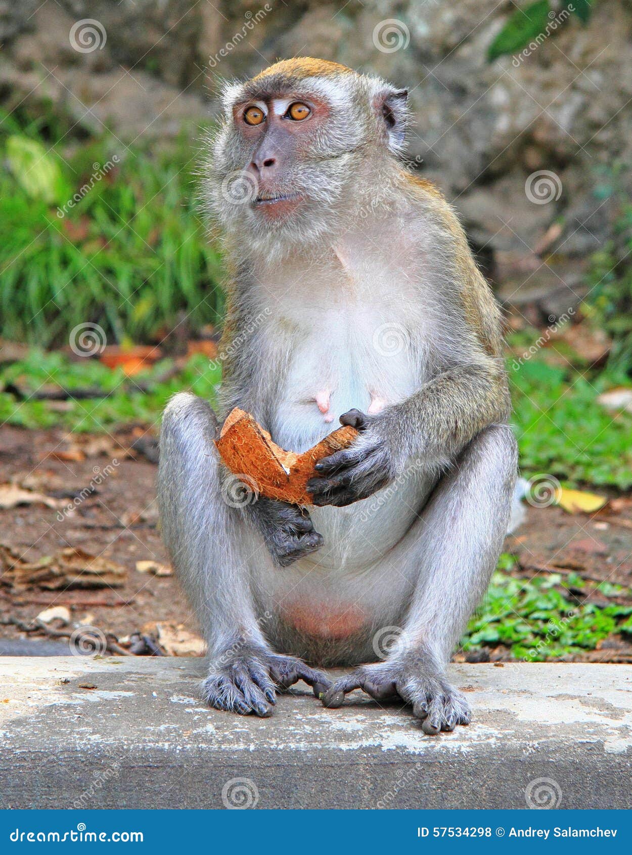 Monkey with Piece of Coconut Stock Photo - Image of caves, monkey: 57534298