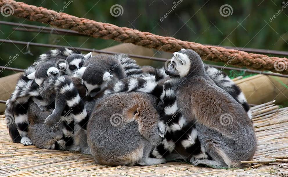 Monkey pile 2 stock image. Image of safe, alert, stare - 3496069