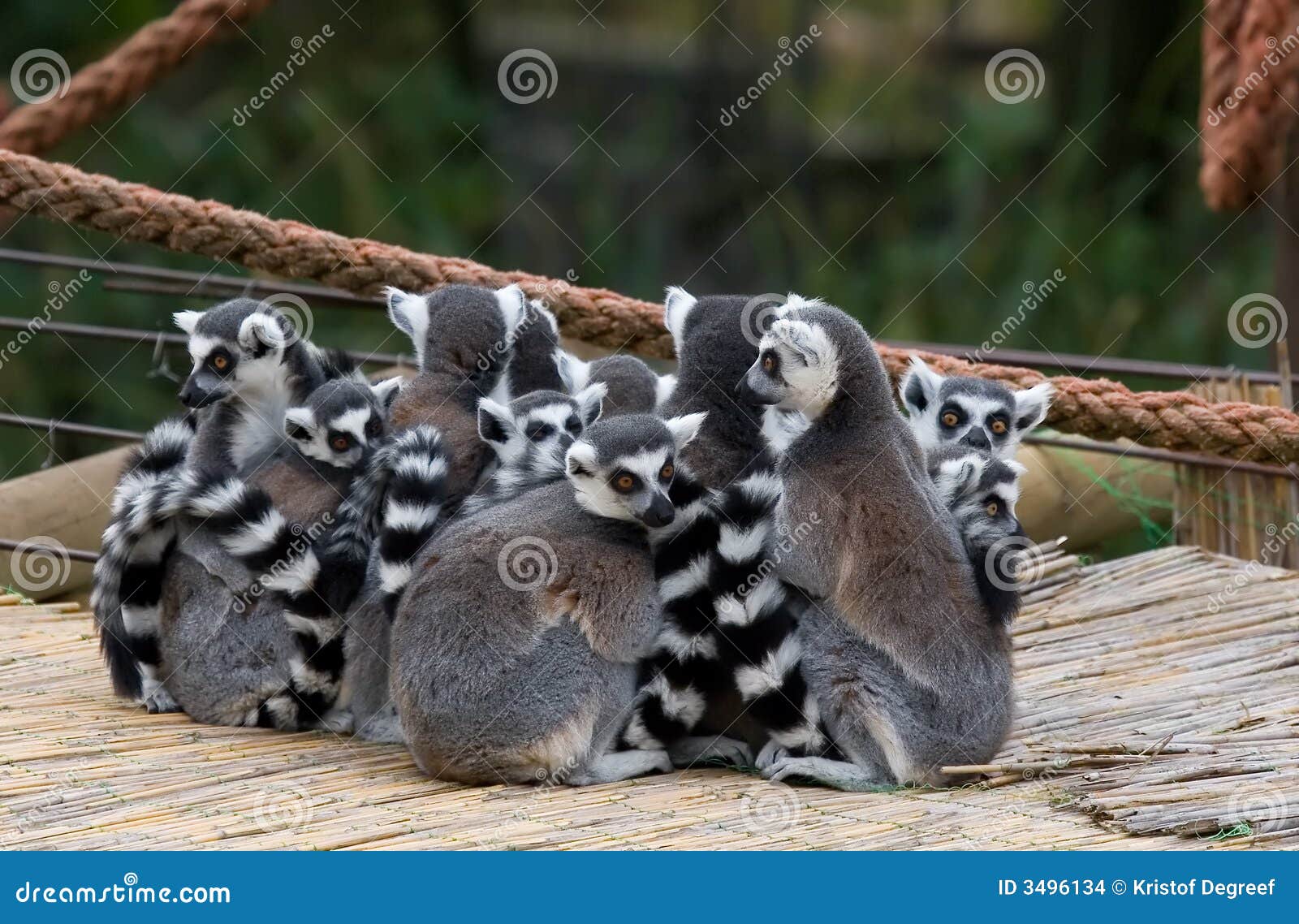 Monkey pile stock photo. Image of sleeping, stare, pile - 3496134