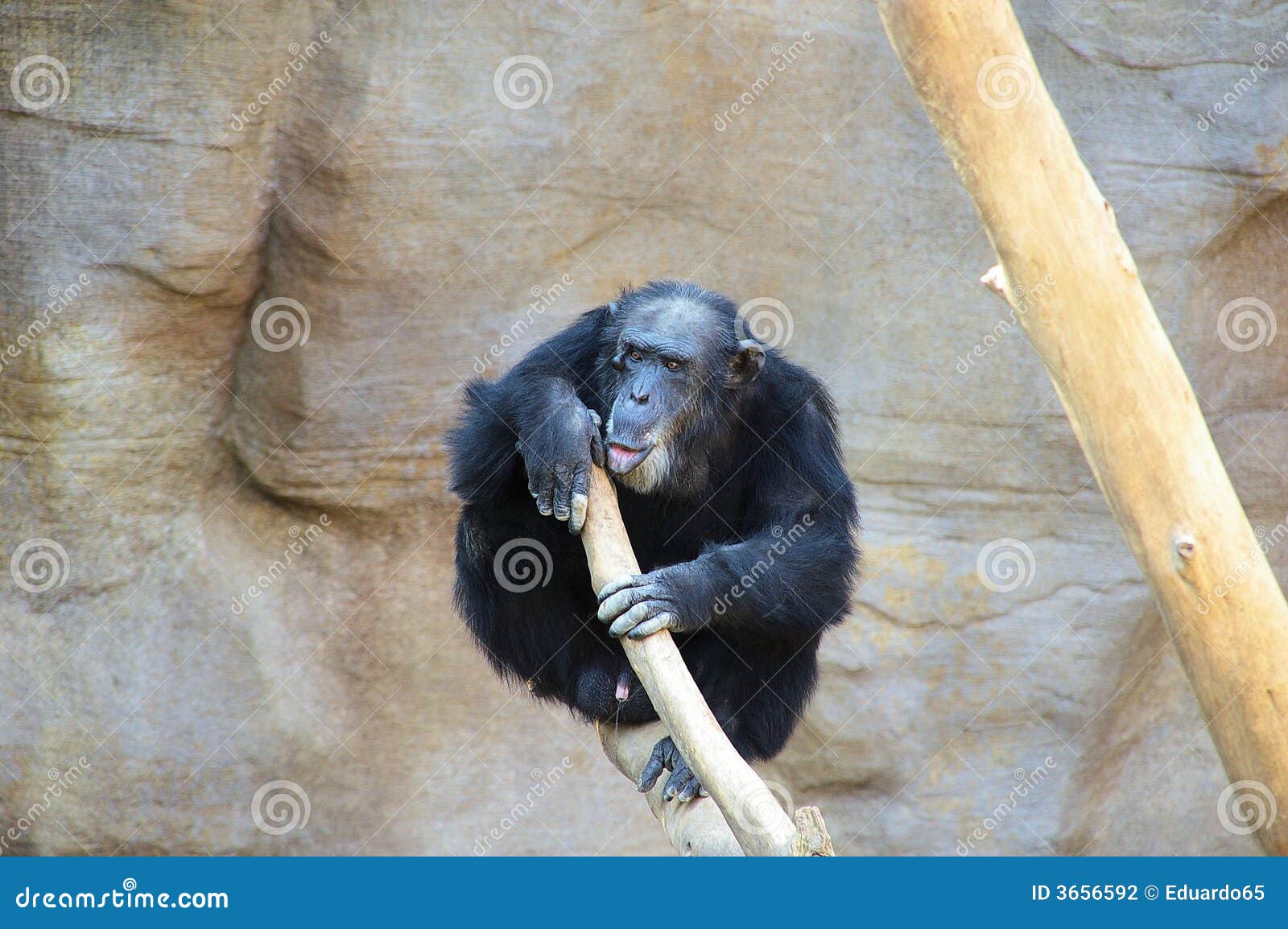 Monkey stock photo. Image of branch, nature, mammal, monkey - 3656592