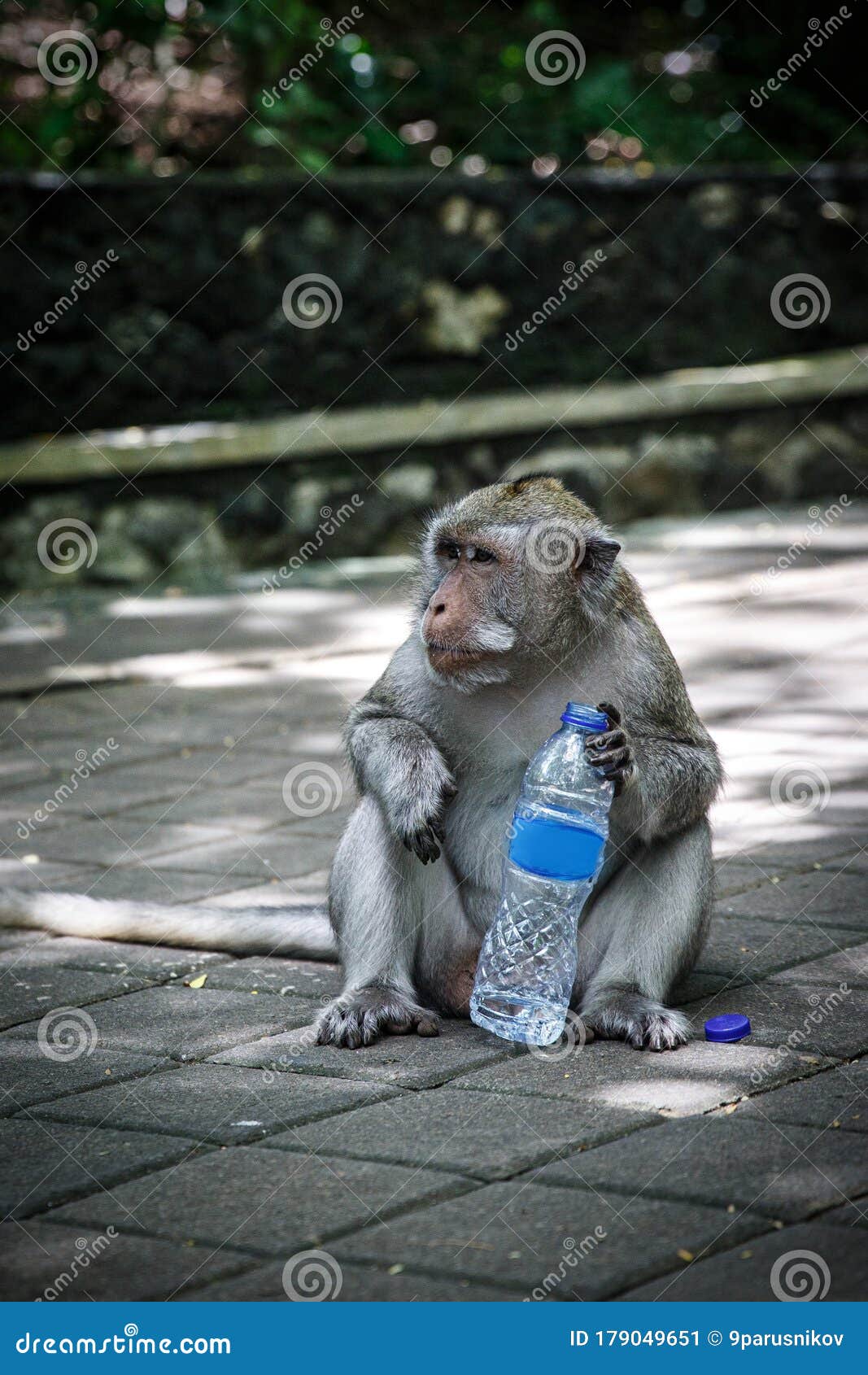Monkey with a Plastic Bottle of Water Stock Image - Image of wildlife ...