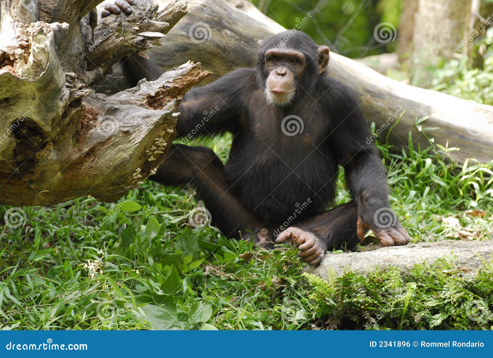 Monkey play stock photo. Image of cheetah, playing, grass - 2341896