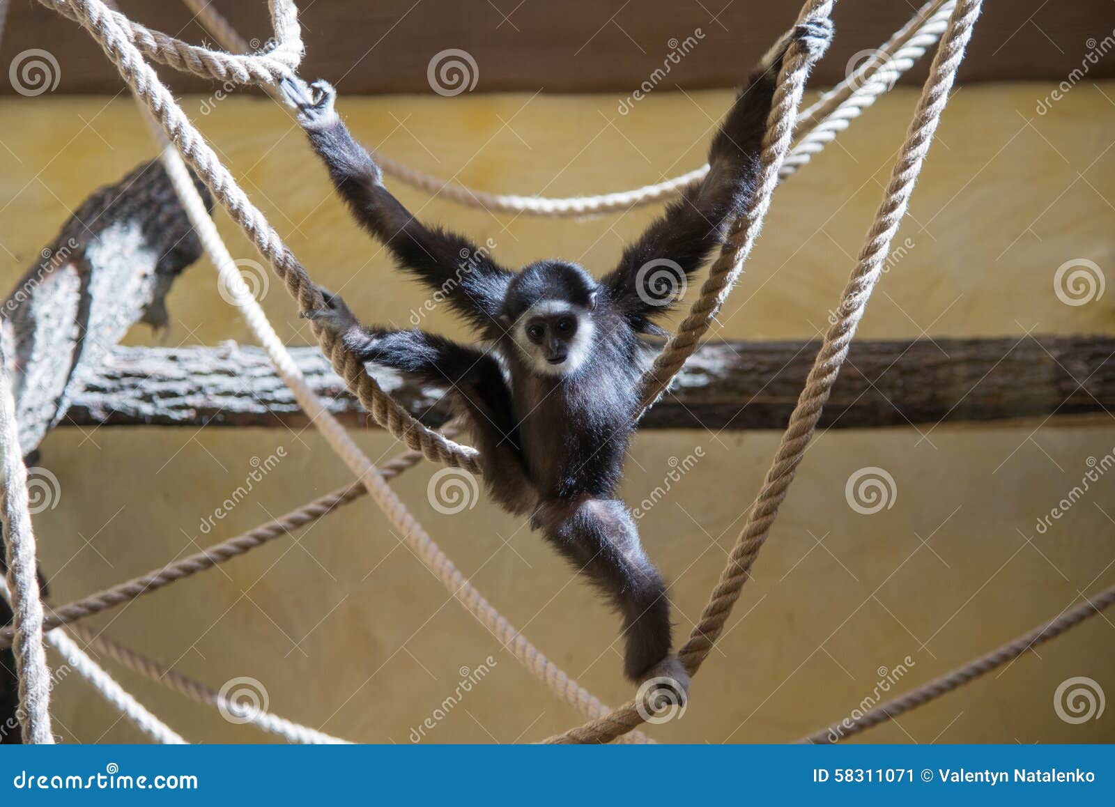 Monkey plays on rope stock image. Image of monkey, hanging - 58311071