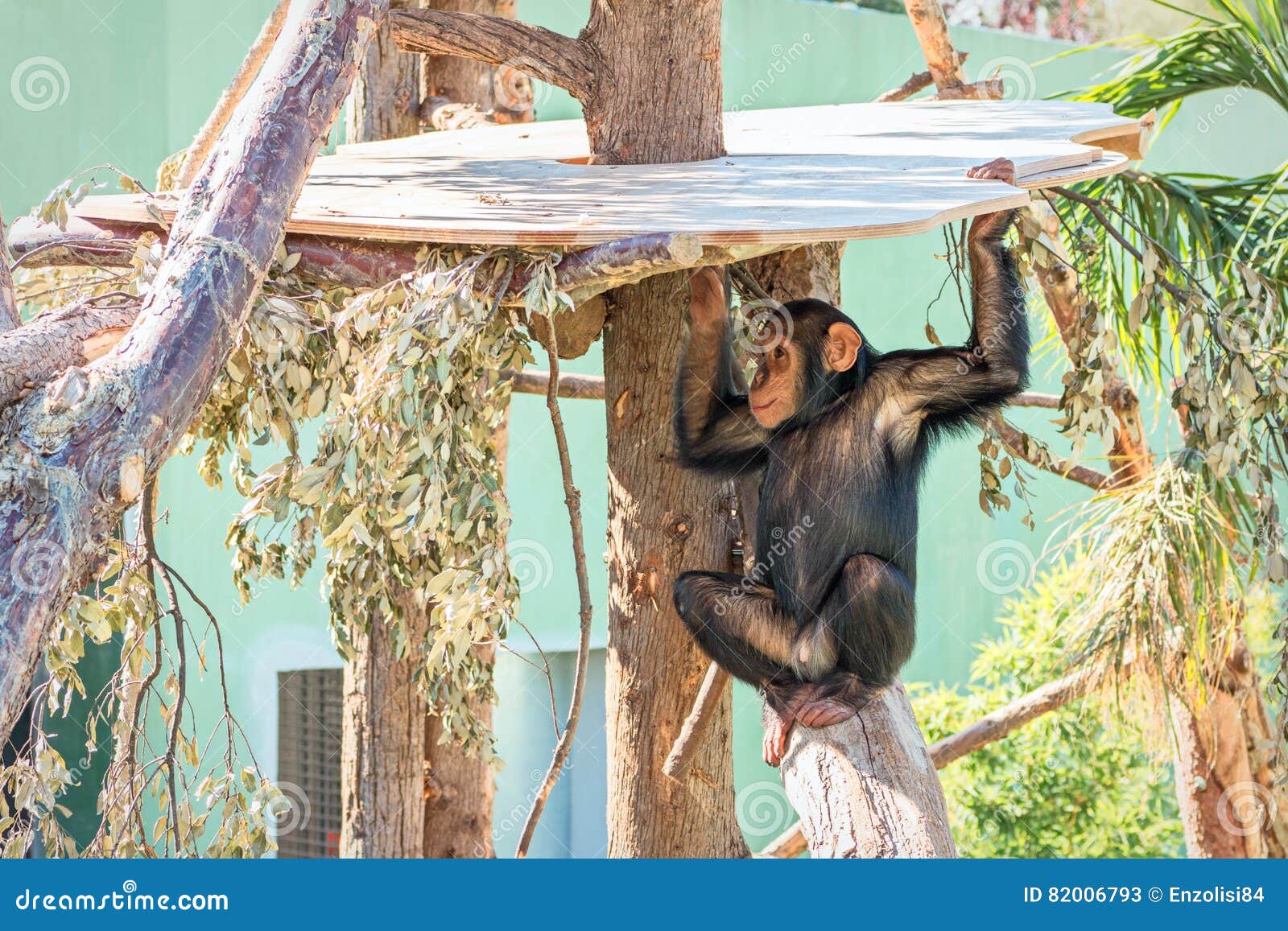 Monkey play on trees stock image. Image of park, sweet - 82006793