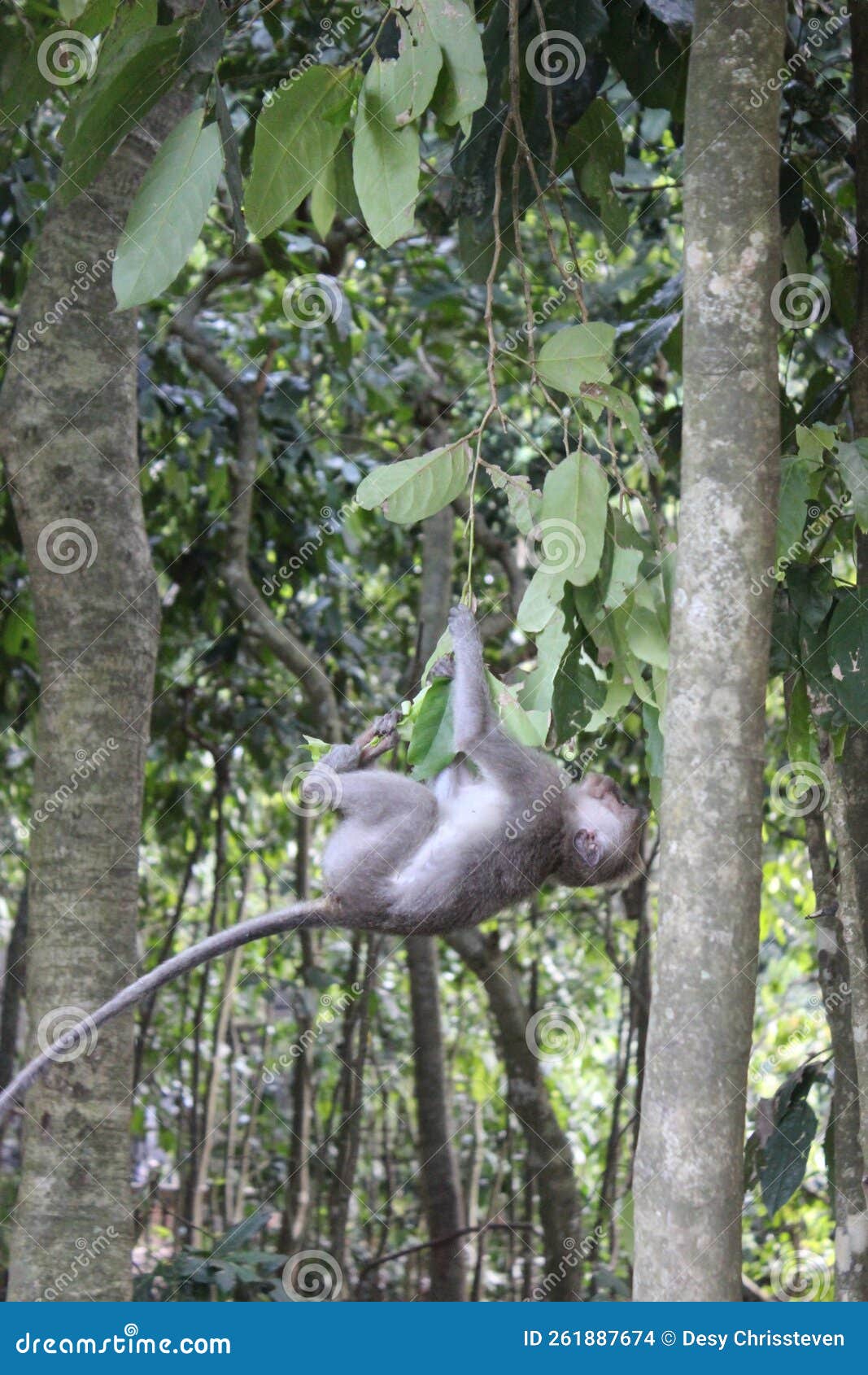 Monkey Playing Around Style Stock Photo - Image of woodland, jungle ...
