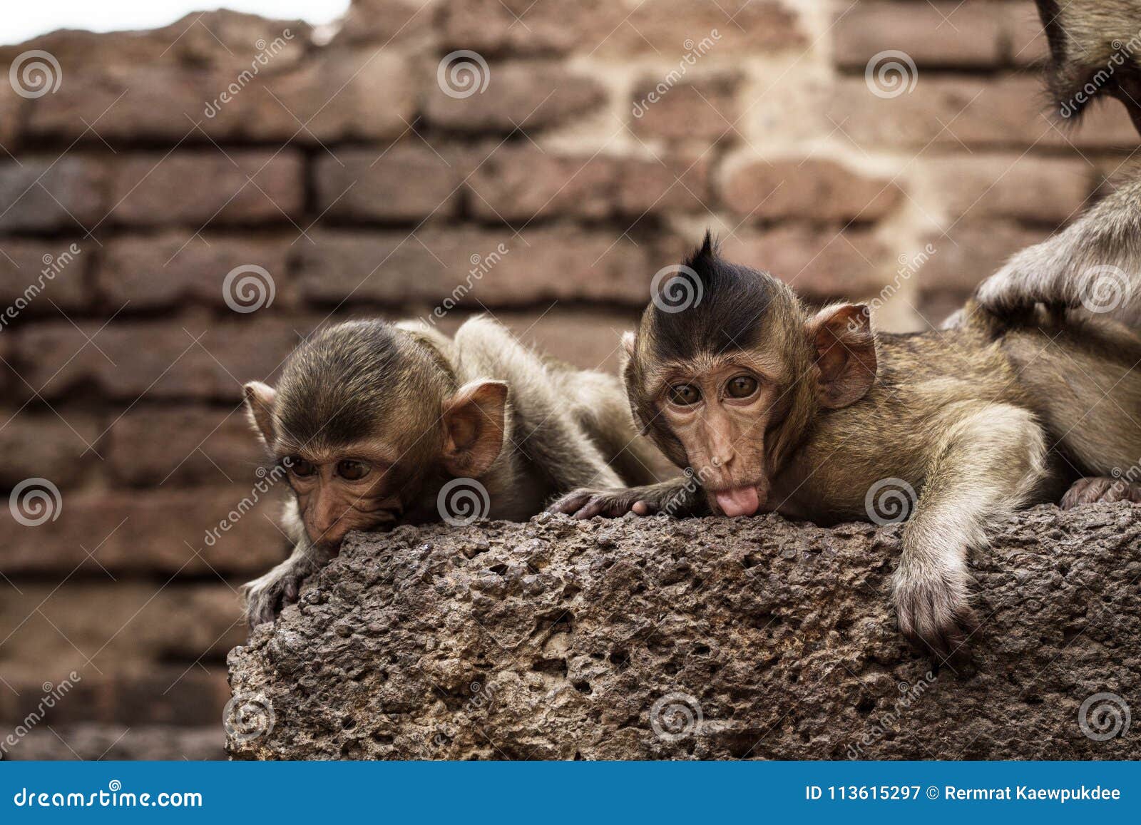 Monkey is Playing on Brick. Stock Image - Image of asian, baby: 113615297