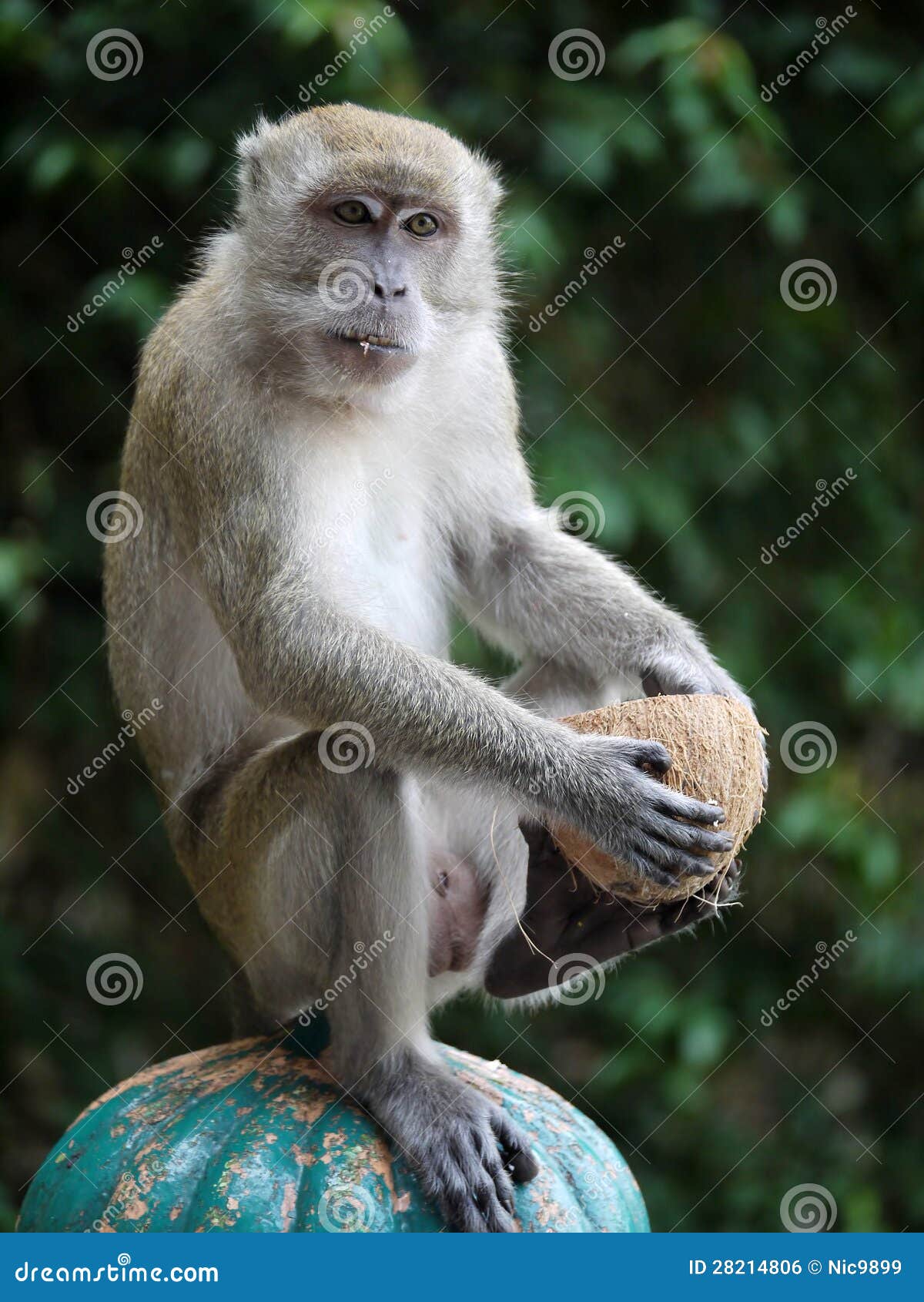 A Monkey Playing with a Coconut Stock Photo - Image of husk, dinner ...