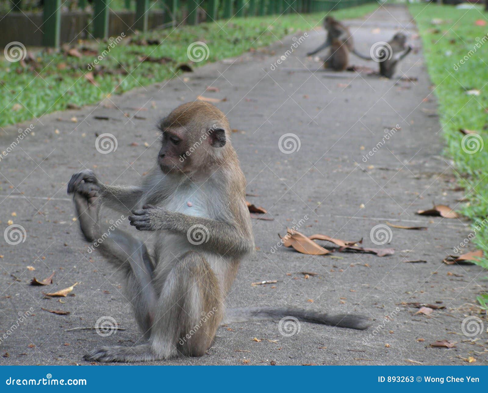 502 Monkey Foot Photos - Free & Royalty-Free Stock Photos from Dreamstime