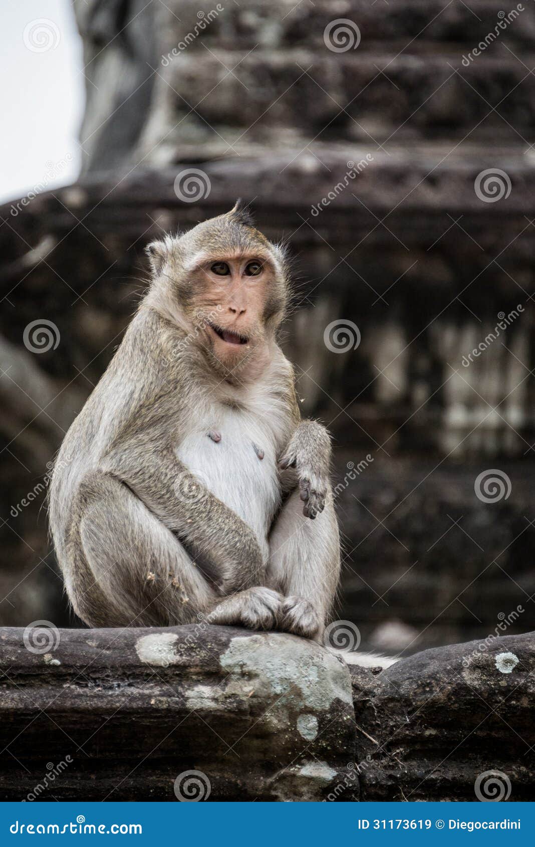 Monkey Playing And Having Fun At Ankor Wat Temple. Royalty Free Stock ...