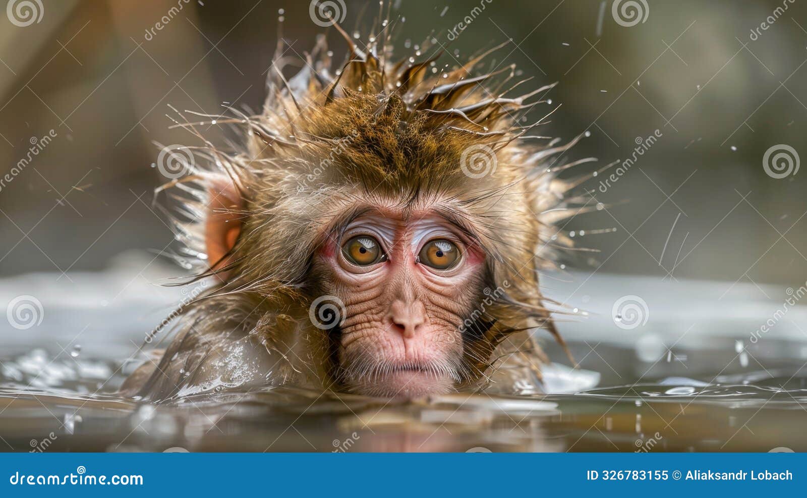 A Monkey Playing in a Hot Spring of Water. Monkey Bathing in Hot Water ...