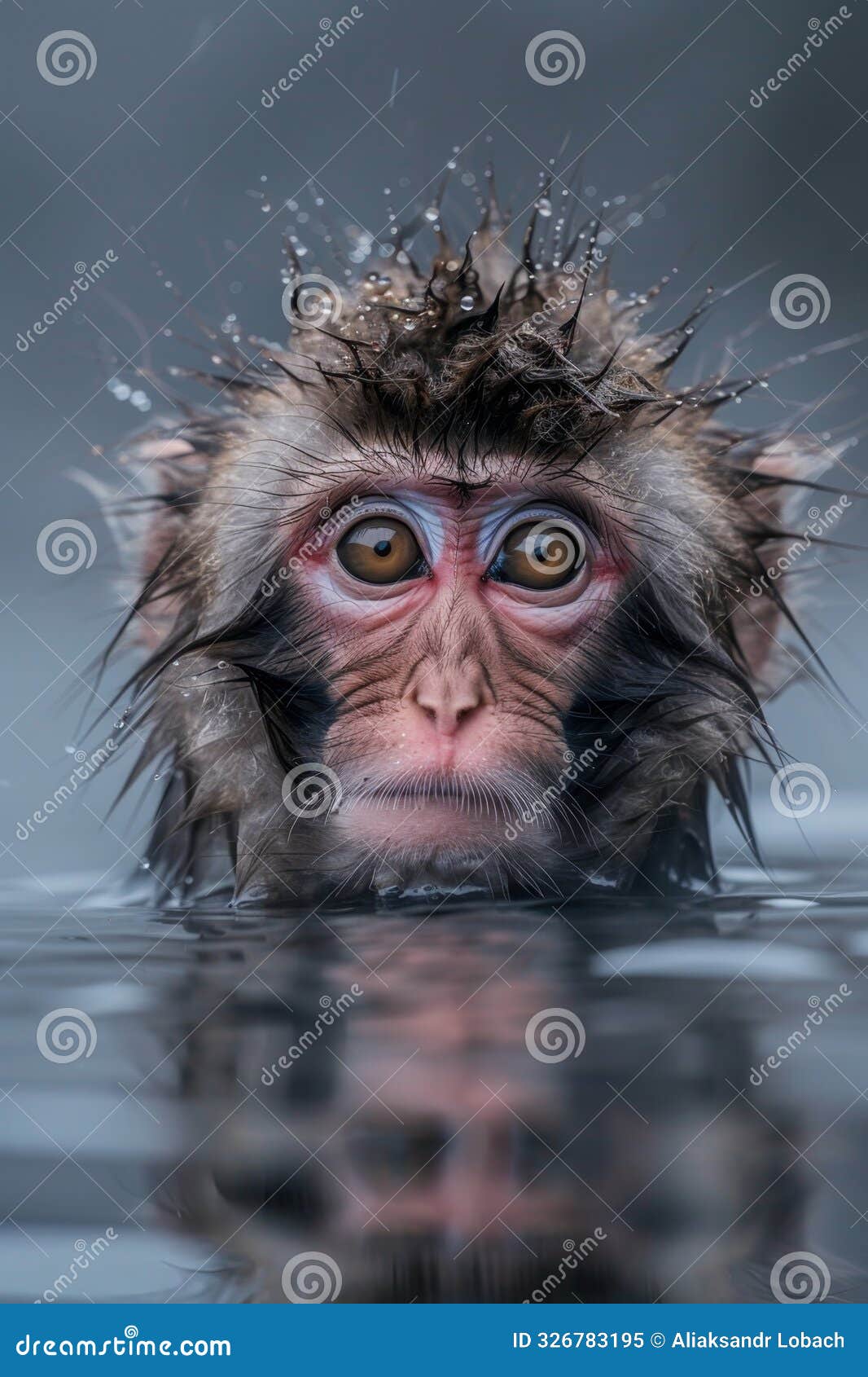 A Monkey Playing in a Hot Spring of Water. Monkey Bathing in Hot Water ...