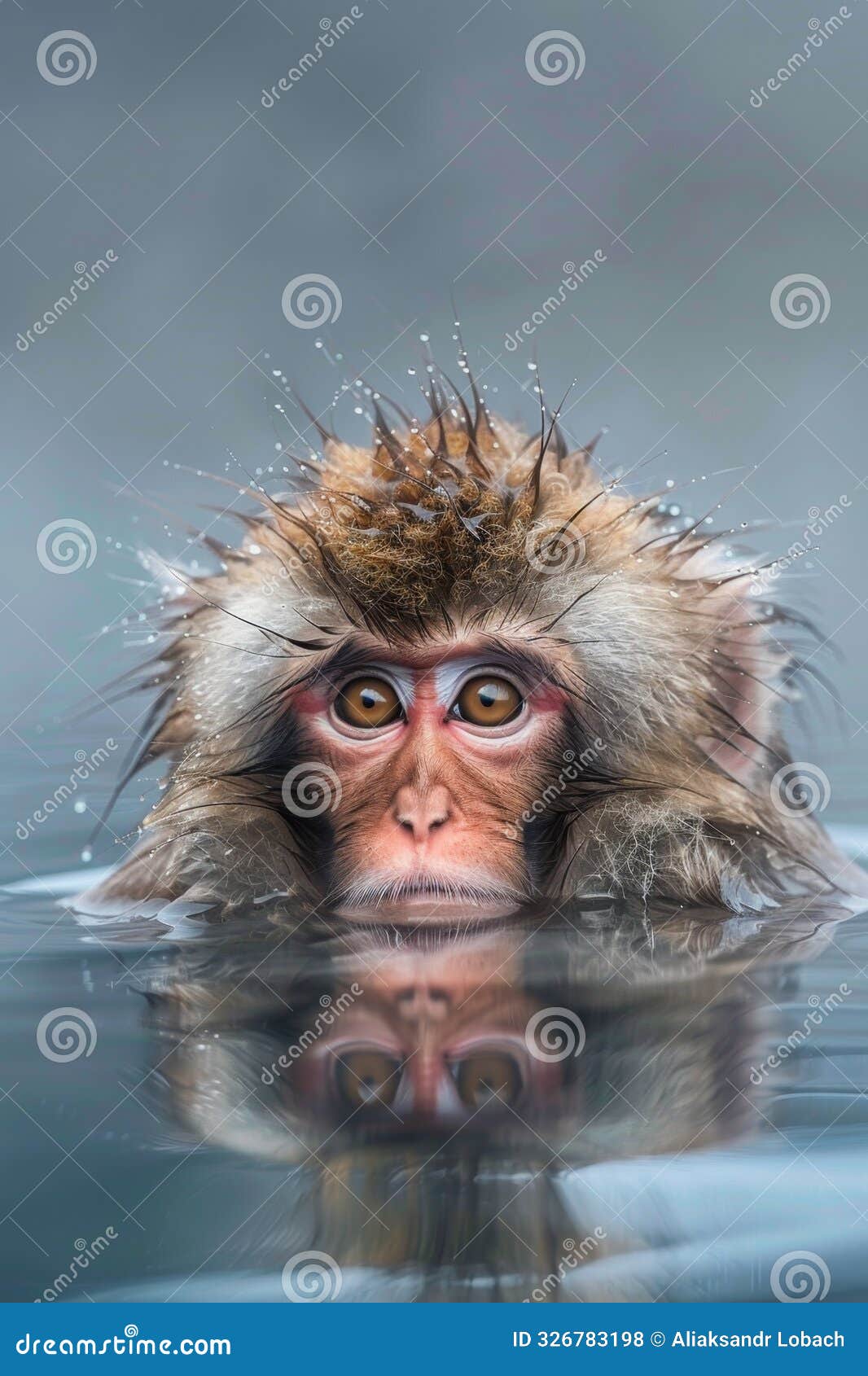 A Monkey Playing in a Hot Spring of Water. Monkey Bathing in Hot Water ...