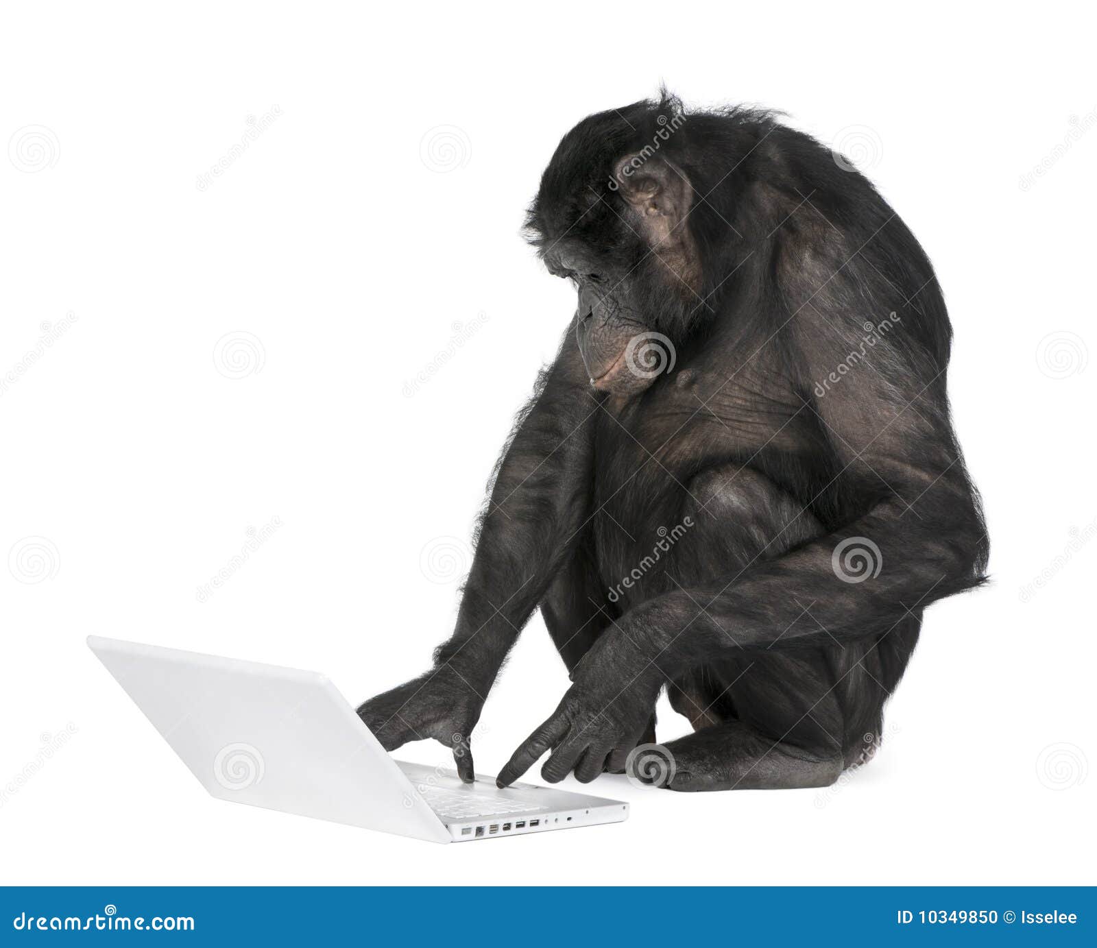 Monkey Playing With A Laptop Stock Photo - Image: 10349850