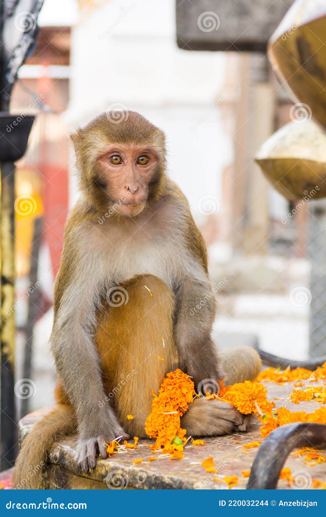 Monkey Playing with Religious Offering at a Monastery. Stock Photo ...