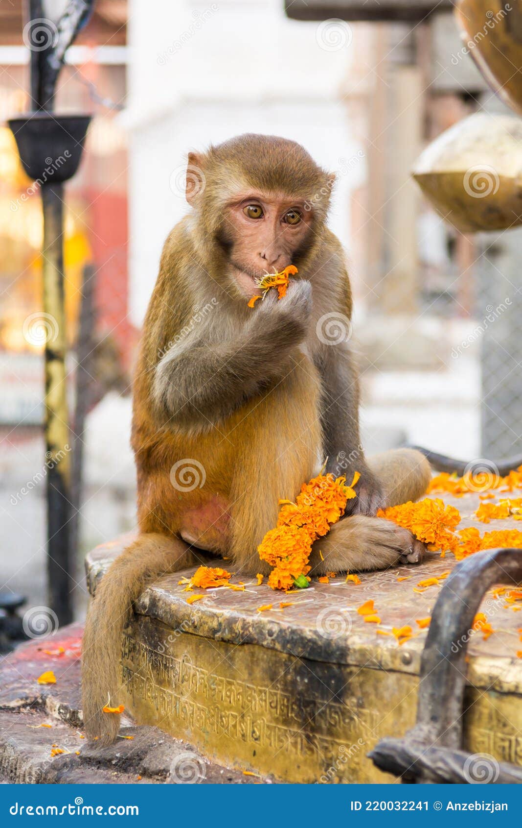 Monkey Playing Religious Offering Stock Photos - Free & Royalty-Free ...