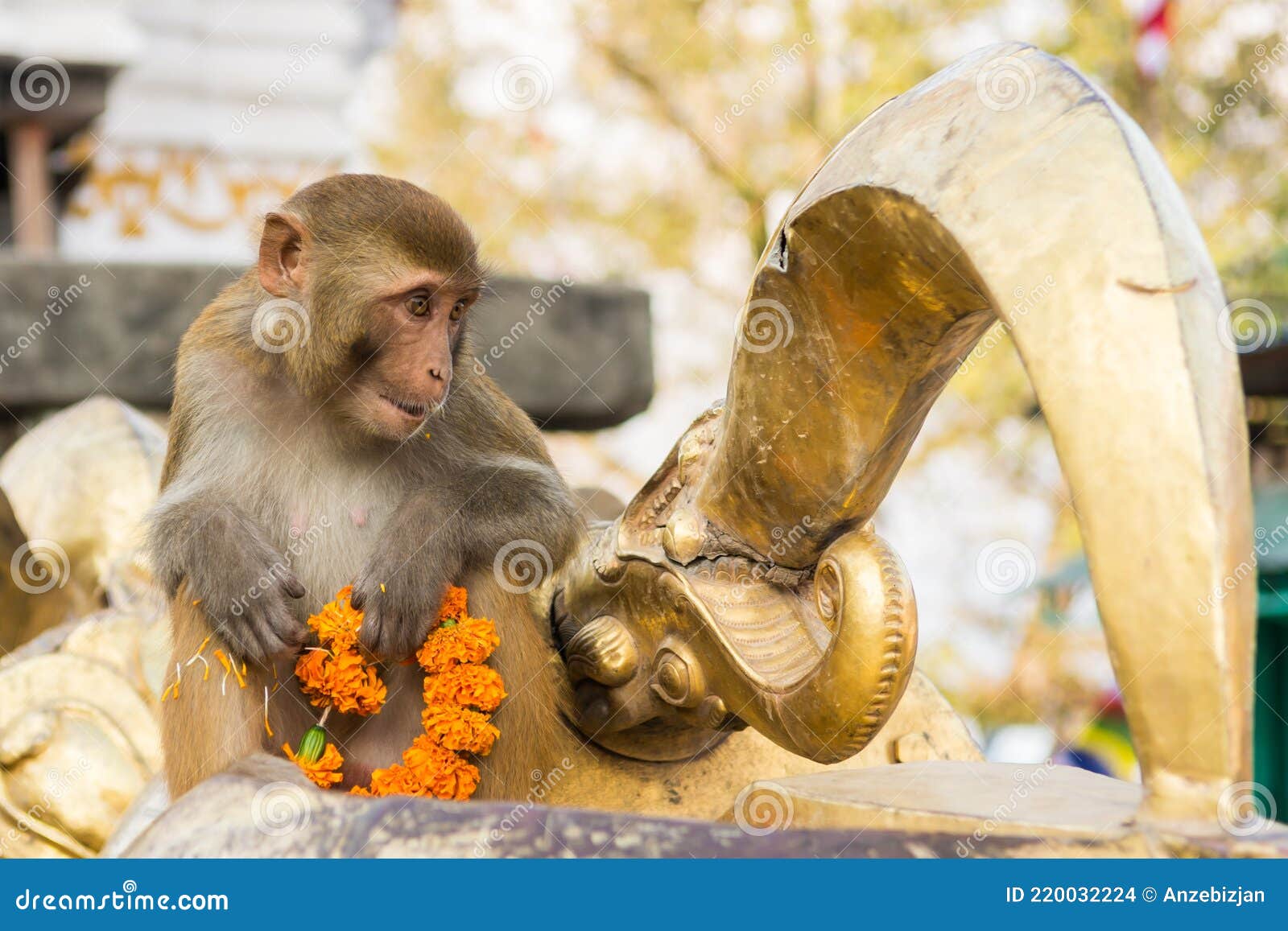 Monkey Playing with Religious Offering at a Monastery. Stock Photo ...