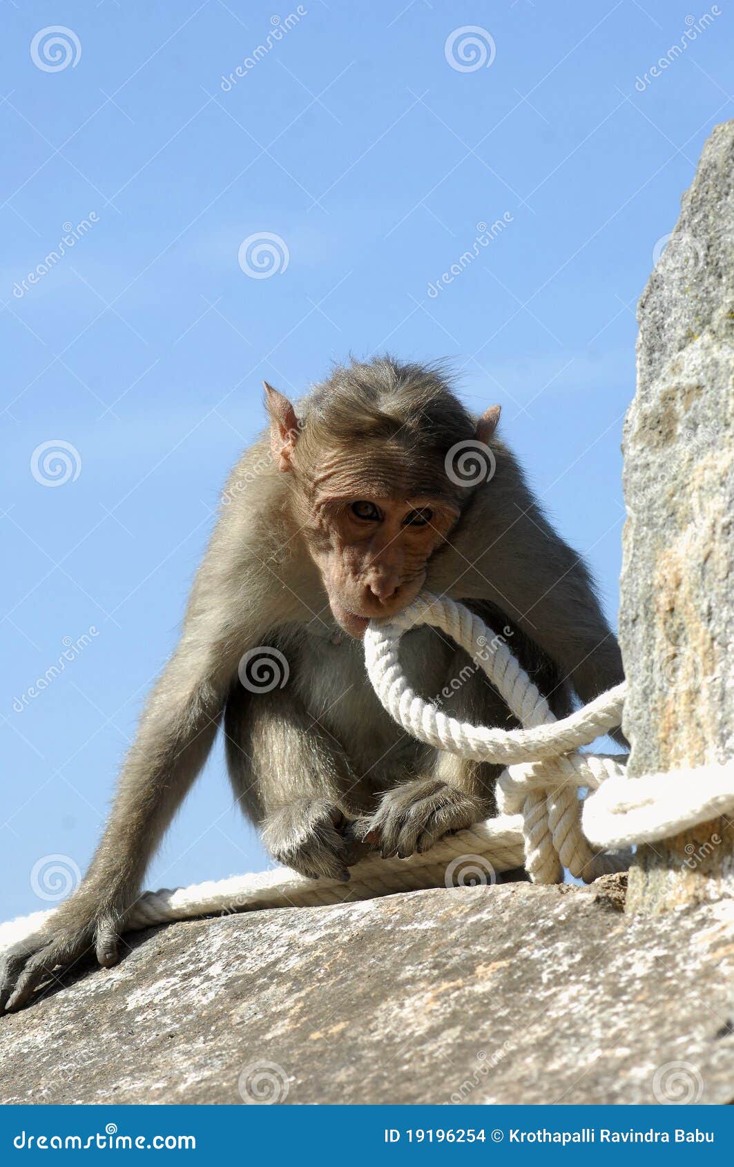 Monkey playing with rope stock photo. Image of rock, difficult - 19196254
