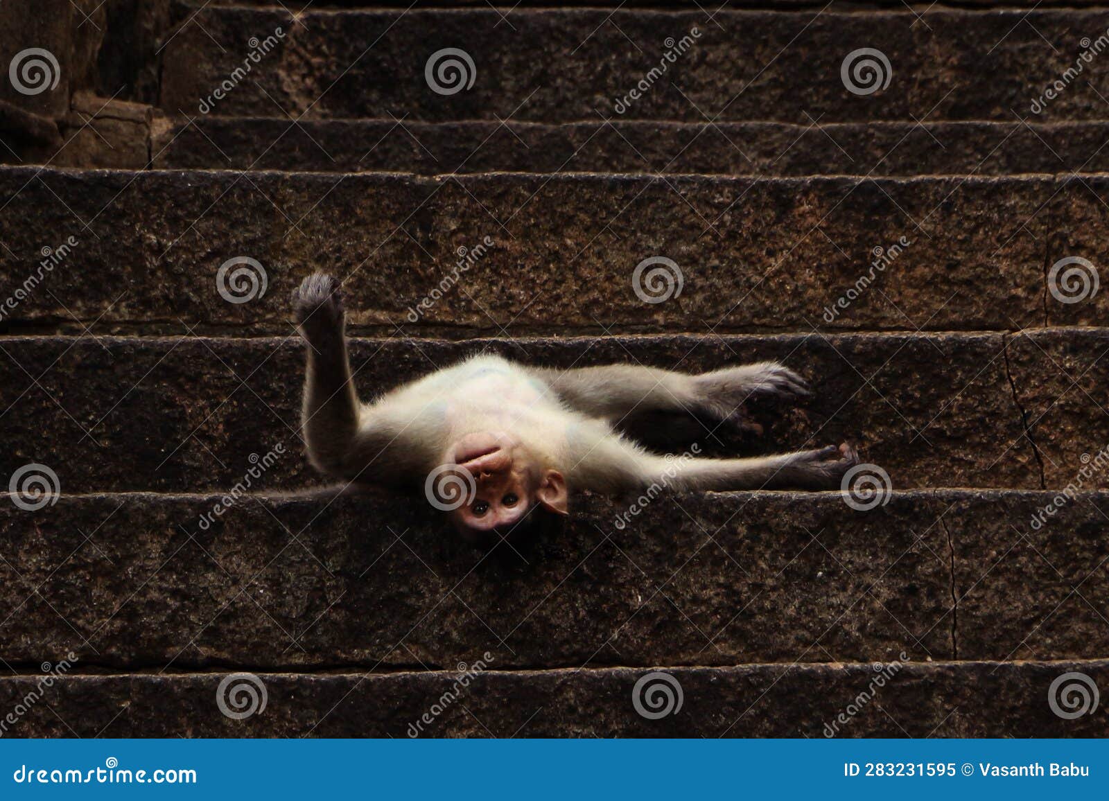 Monkey Playing in the Temple Door Steps Stock Image - Image of kitten ...