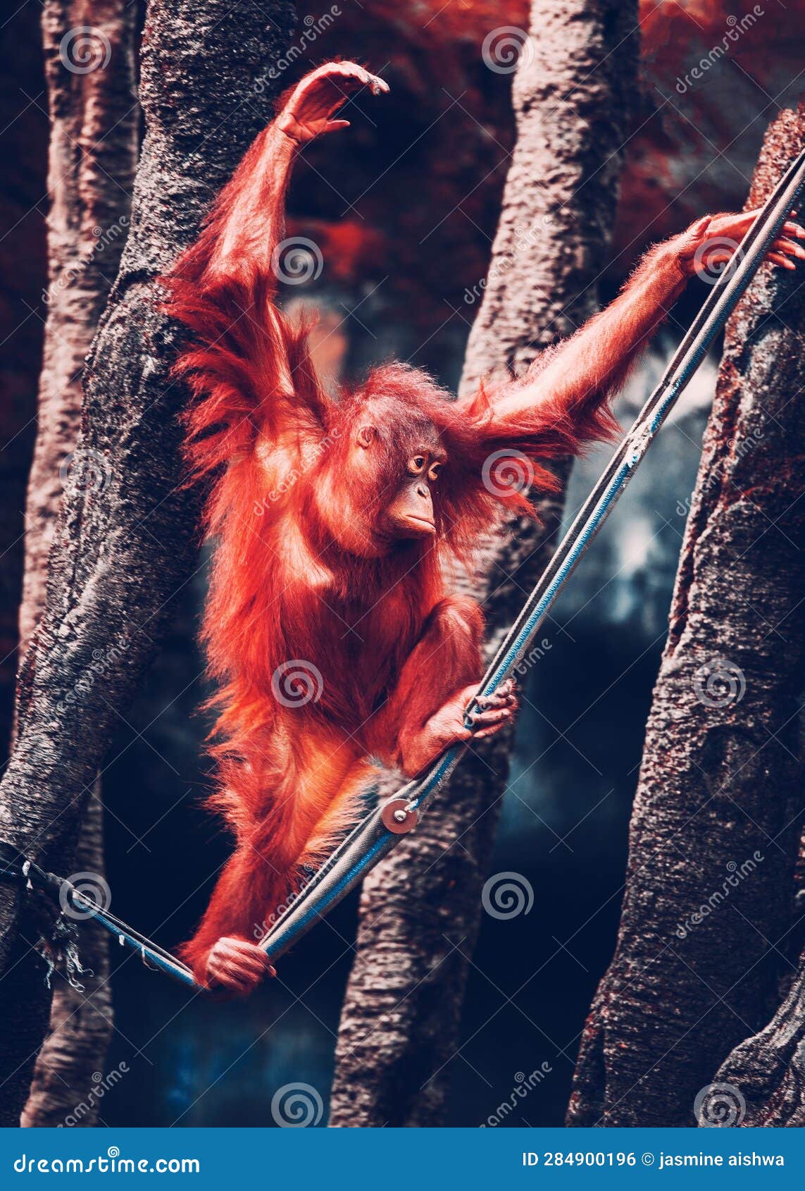 A Monkey Playing in the Trees Stock Photo - Image of natural, monkey ...