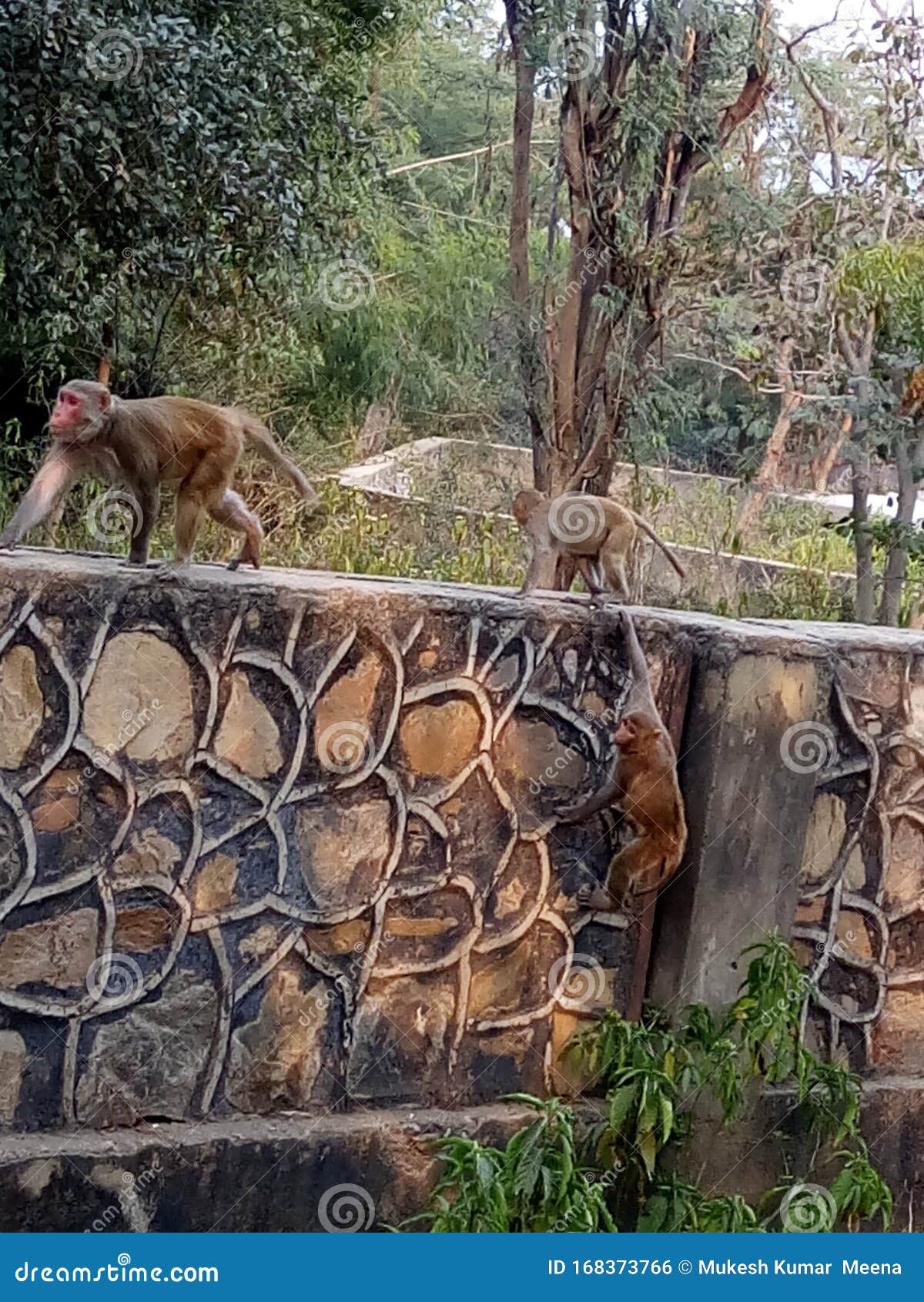 Monkey are Playing on a Wall Stock Photo - Image of monkey, climbing ...