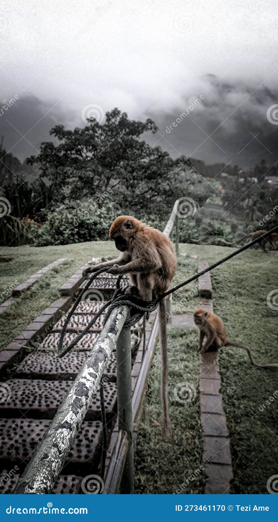 Monkey Plays Around Human S Environment Stock Photo - Image of plays ...