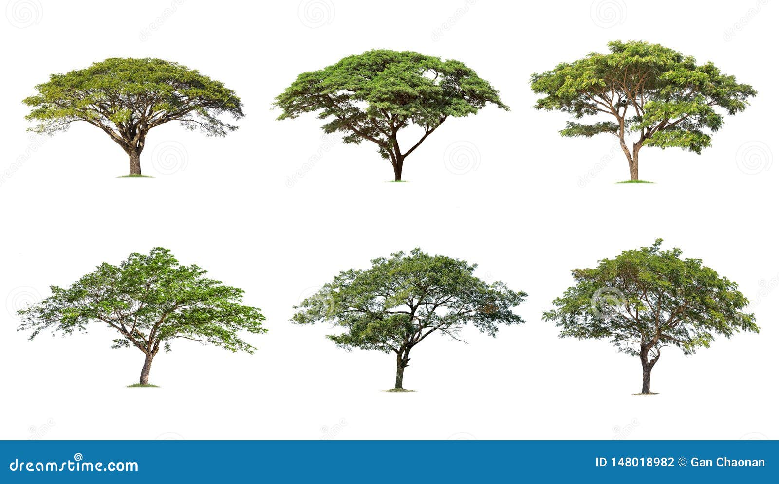 Monkey Pod, [Samanea Saman] Tree Isolated on White Background Stock ...