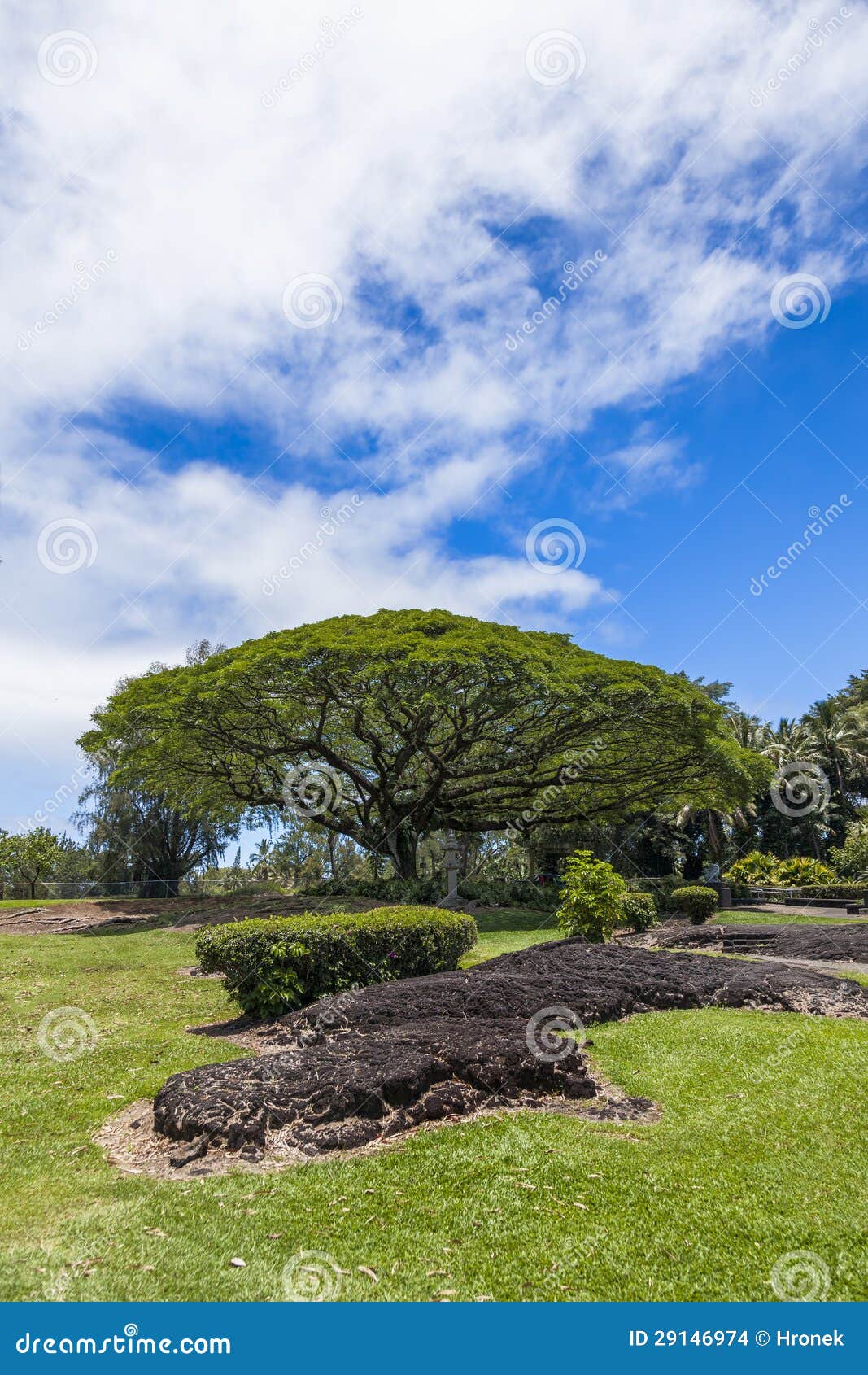 Monkey pod tree stock photo. Image of pond, landscape - 29146974