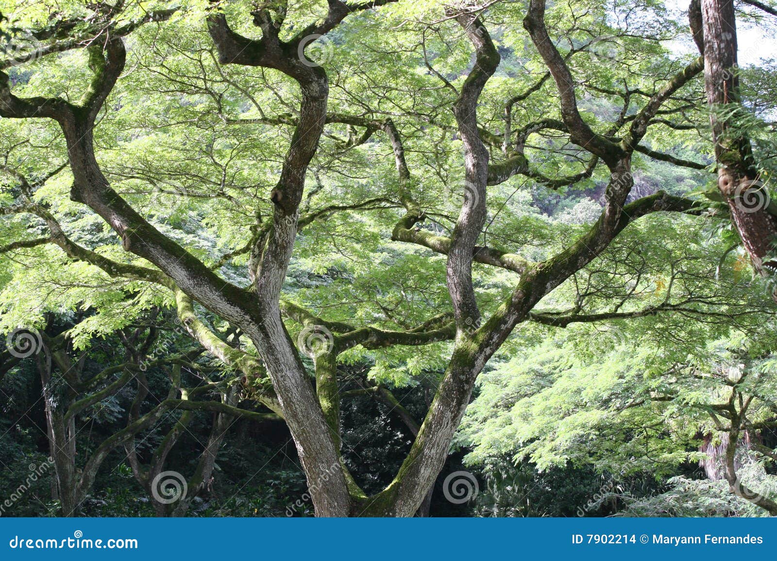 Monkey Pod Tree stock photo. Image of samanea, limbs, expansive - 7902214