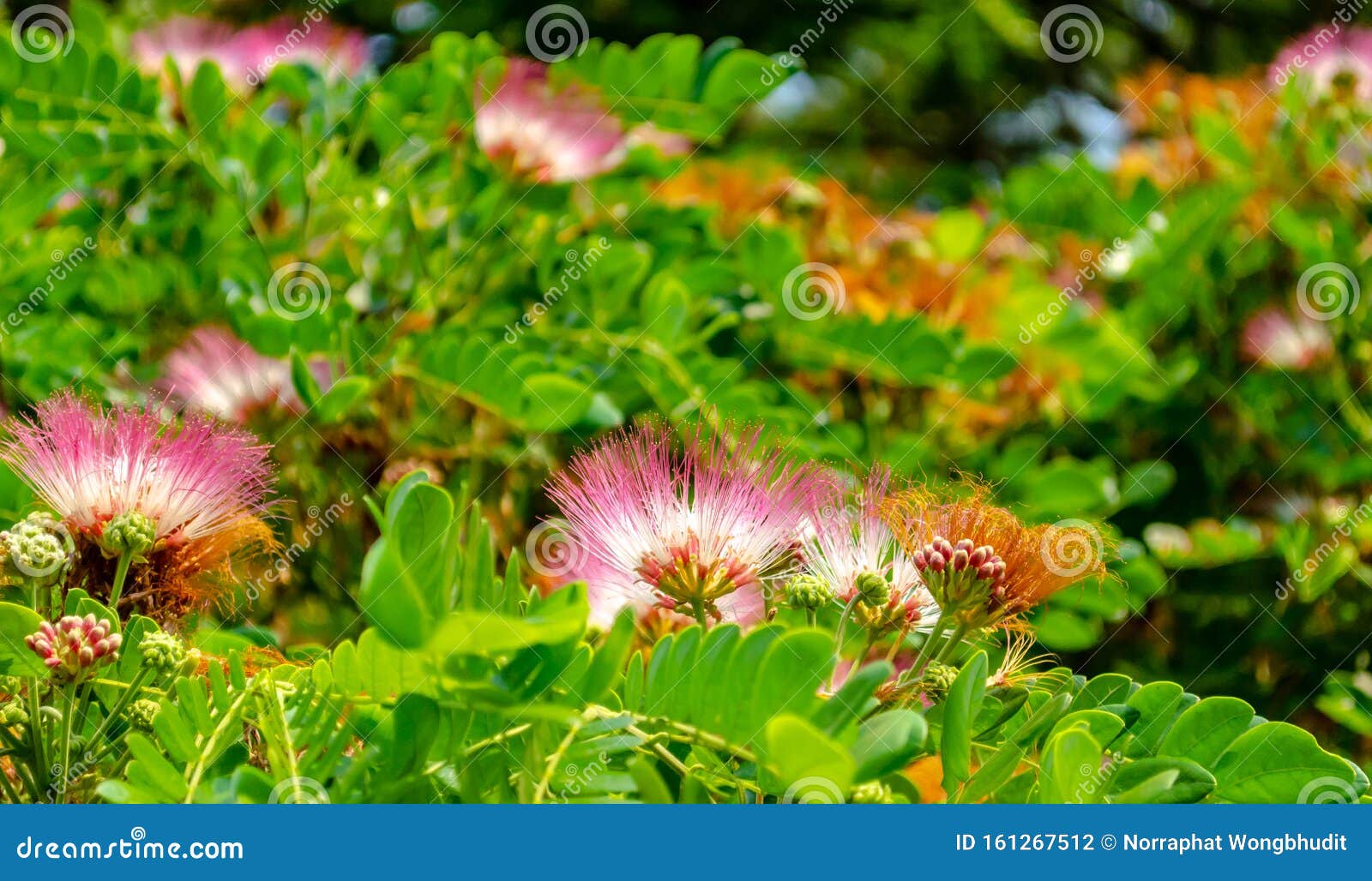 Monkey Pod Tree stock photo. Image of macro, leaf, floral - 161267512