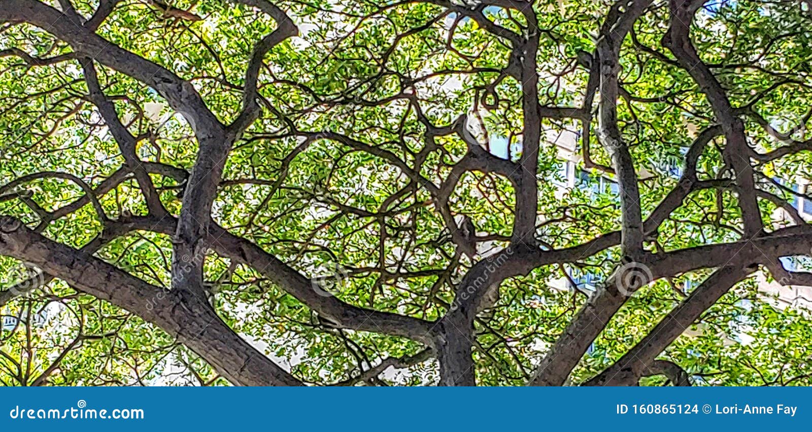 Monkey Pod Tree, Honolulu stock photo. Image of canopy - 160865124