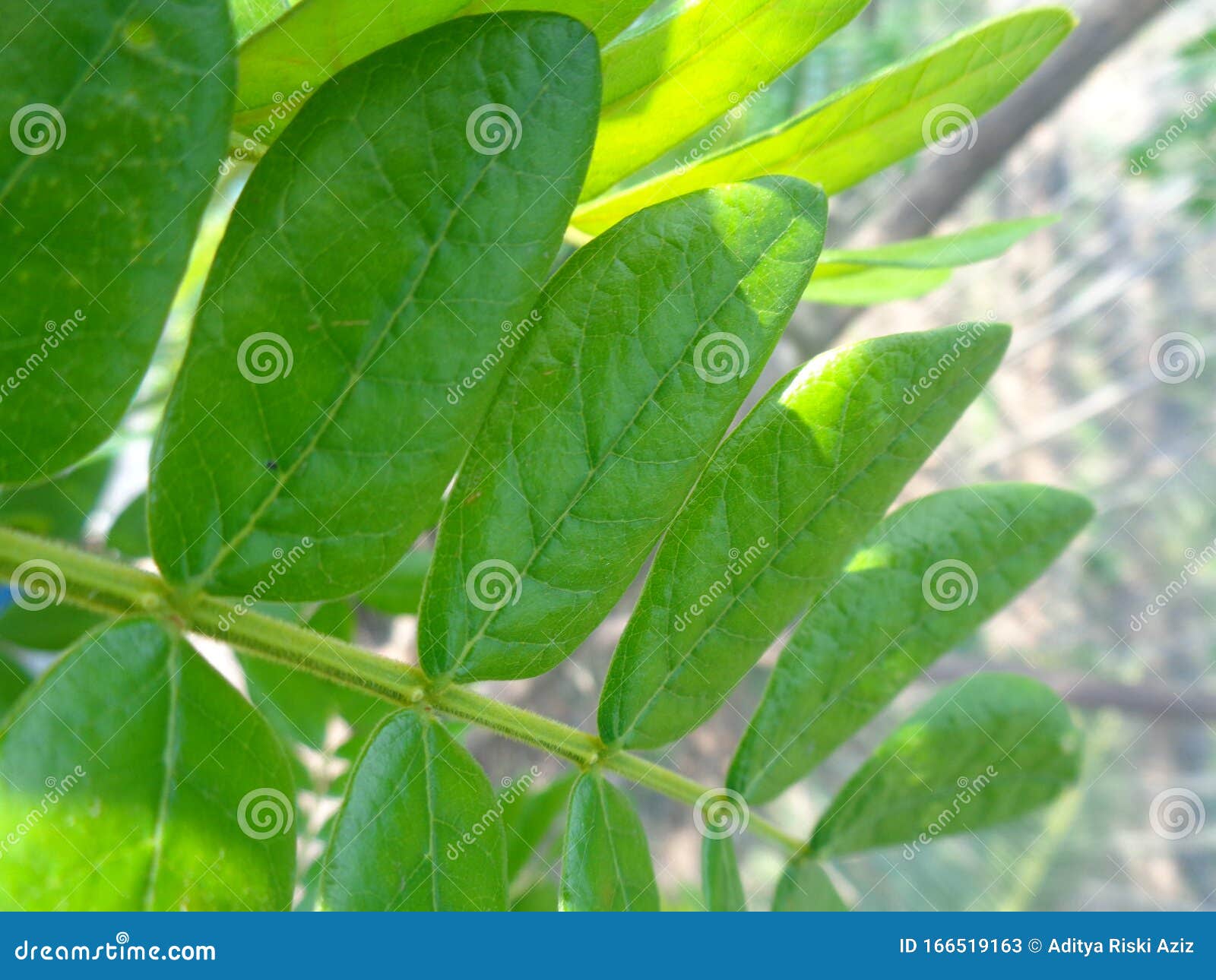Monkey Pod Tree Leaves, Samanea Saman Leaves Stock Image - Image of ...