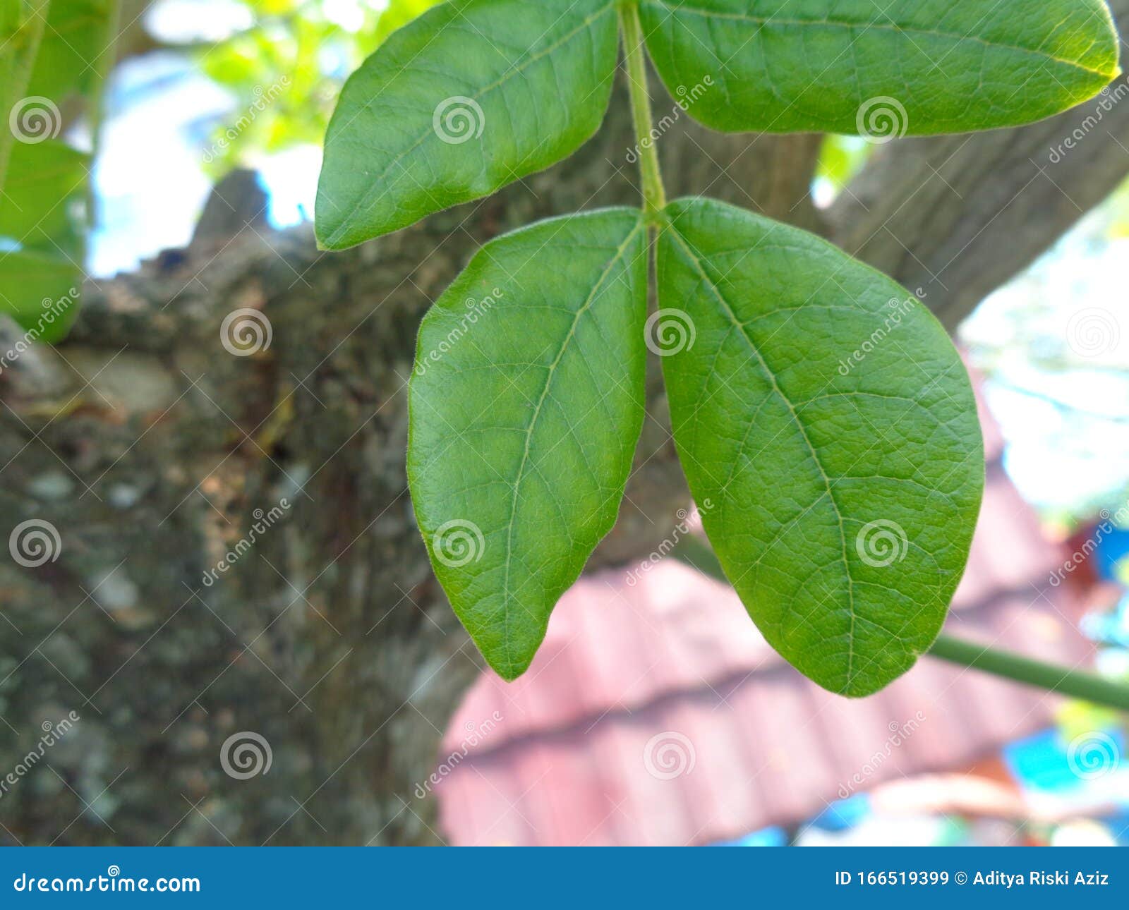Monkey Pod Tree Leaves, Samanea Saman Leaves Stock Image - Image of ...